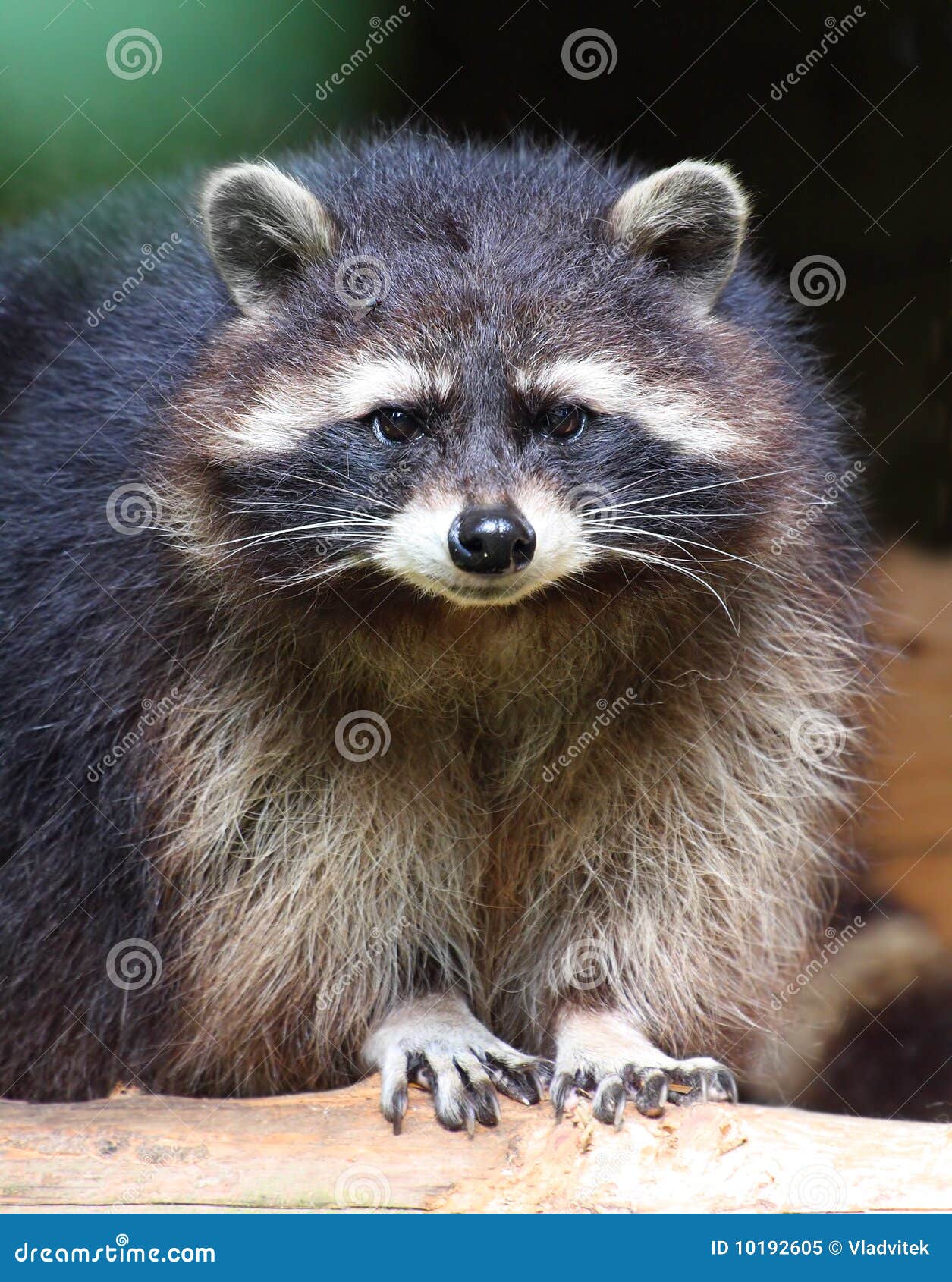 El mapache imagen de archivo. Imagen de enmascarado, bosque - 10192605
