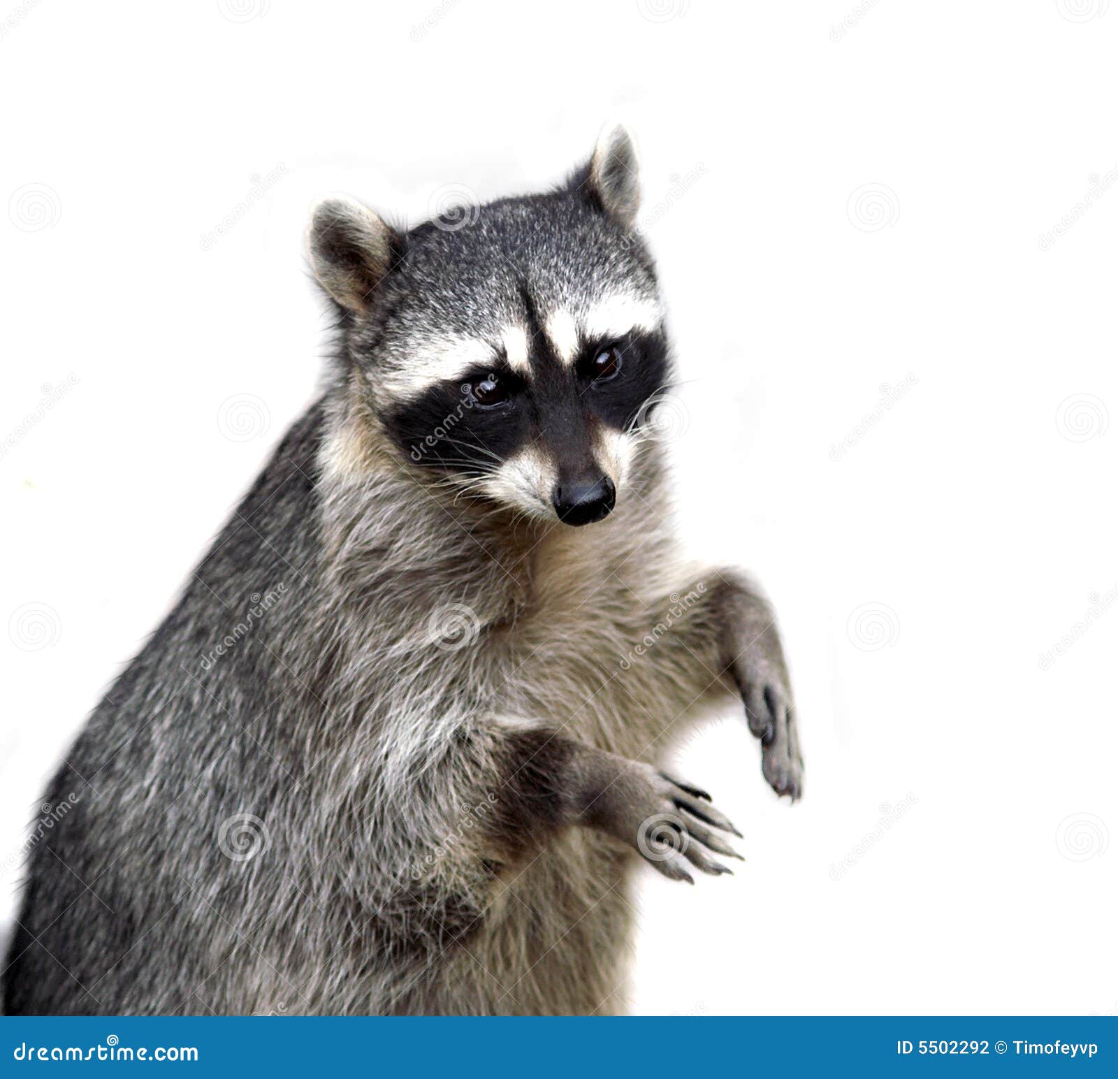 El Mapache Aislado En Blanco Foto de archivo - Imagen de blanco ...