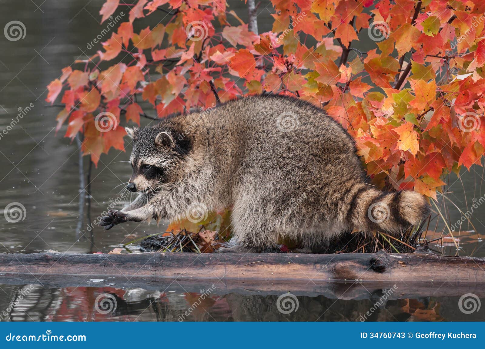 El Mapache (lotor Del Procyon) Lava Las Patas Imagen de archivo ...