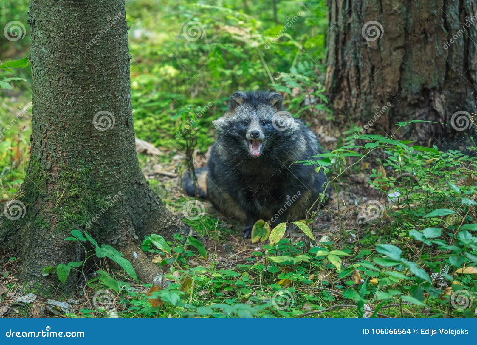 El Mapache Negro Enojado Se Sienta En La Madera Foto de archivo ...