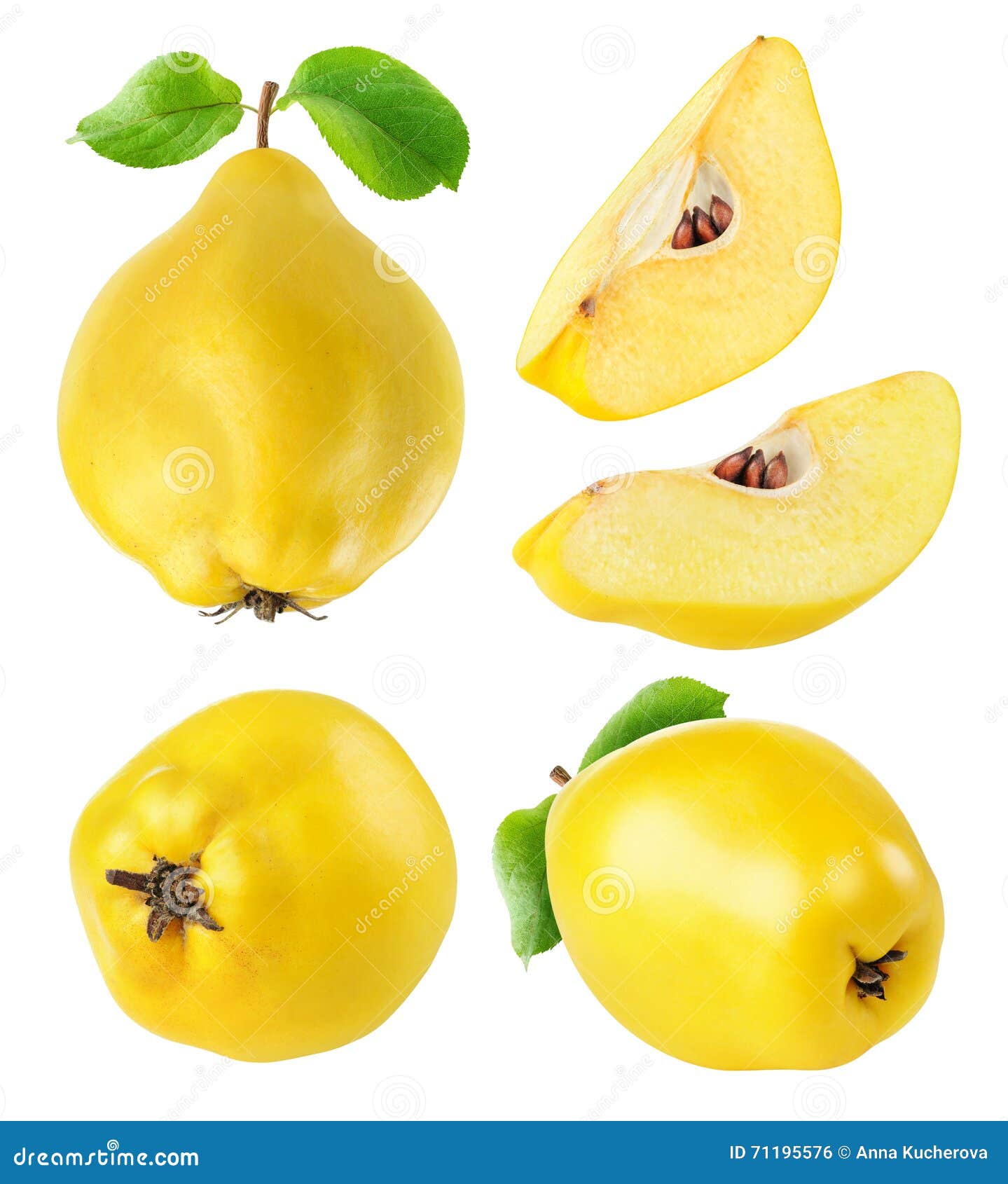 El Membrillo Da Fruto Colección Foto de archivo - Imagen de cierre ...