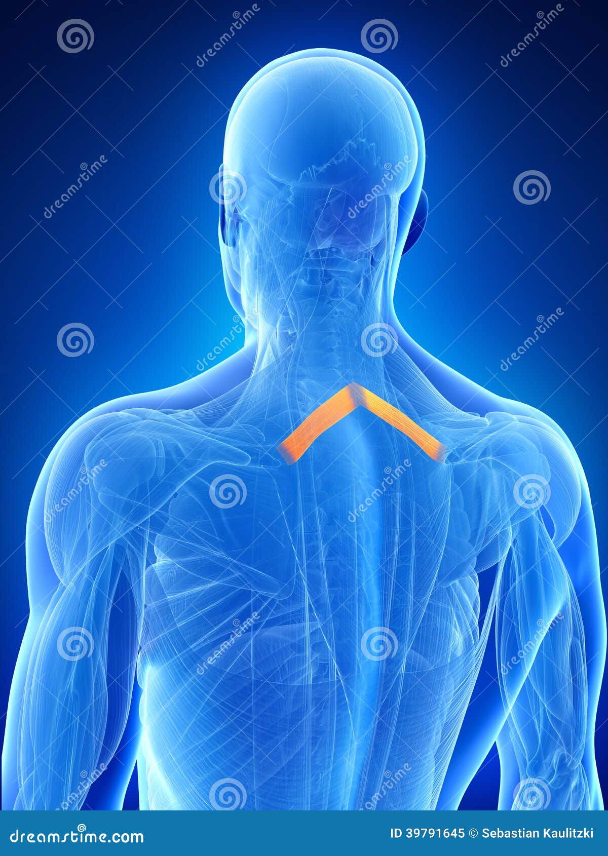 El menor del romboide stock de ilustración. Ilustración de estructura ...