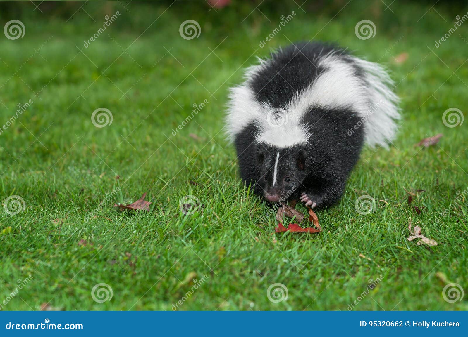 El Mephitis Del Mephitis De La Mofeta Rayada Carga Adelante Foto de ...