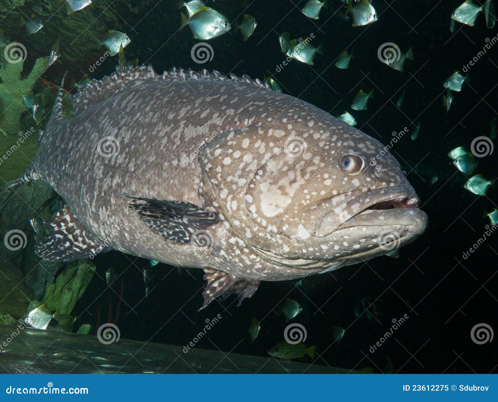 El mero gigante imagen de archivo. Imagen de color, peligroso - 23612275