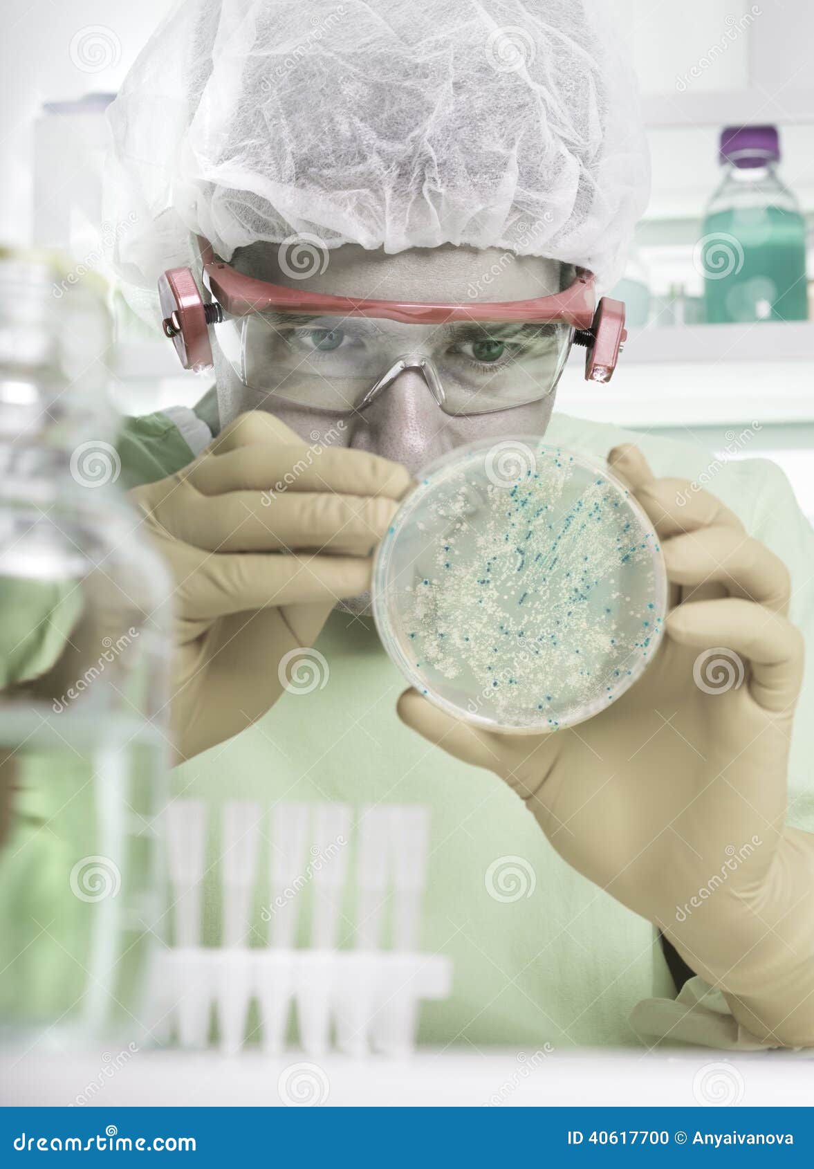 El Microbiólogo Trabaja Con Las Colonias Bacterianas Foto de archivo ...