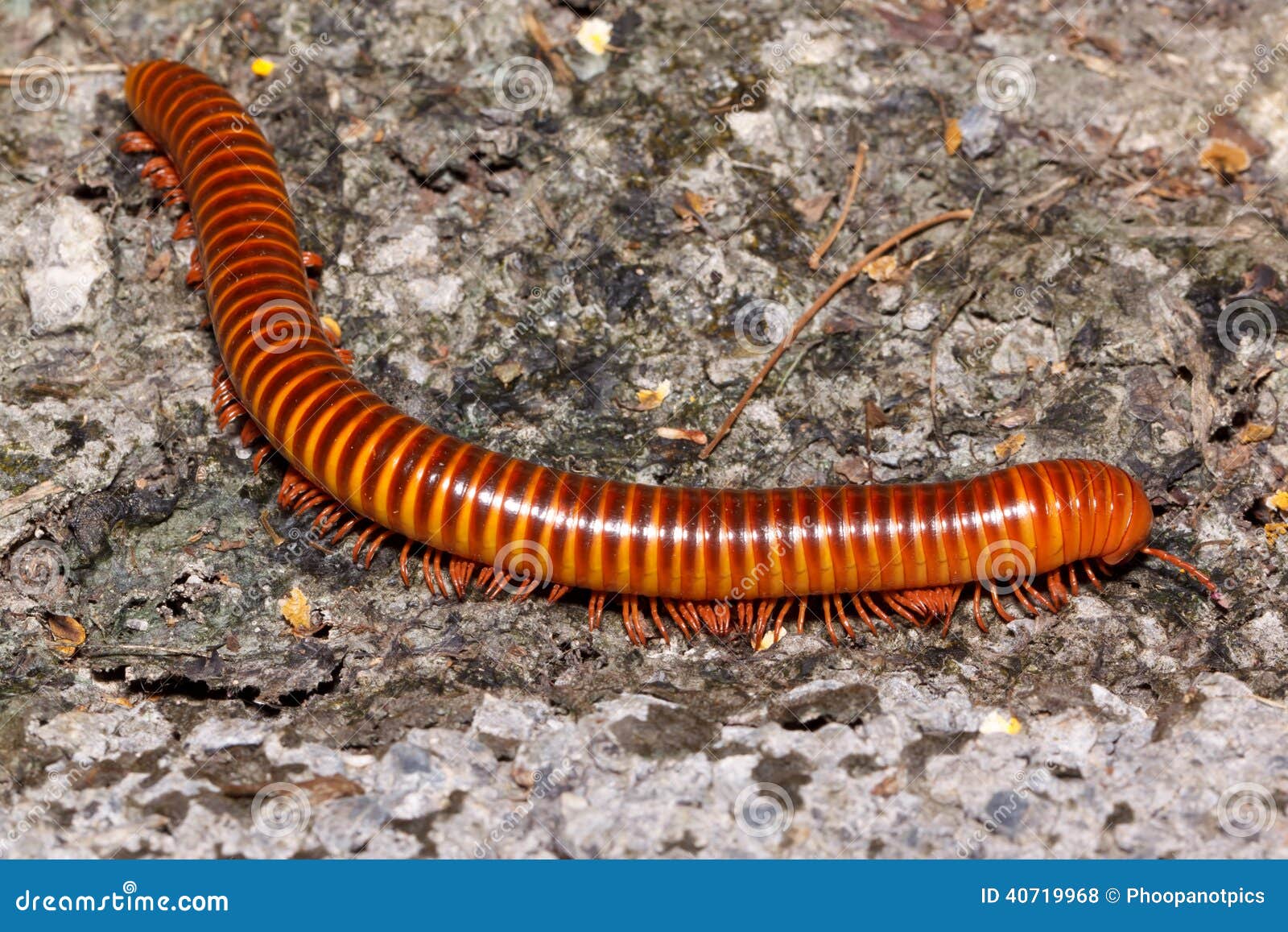 El milpiés foto de archivo. Imagen de invertebrado, macro - 40719968