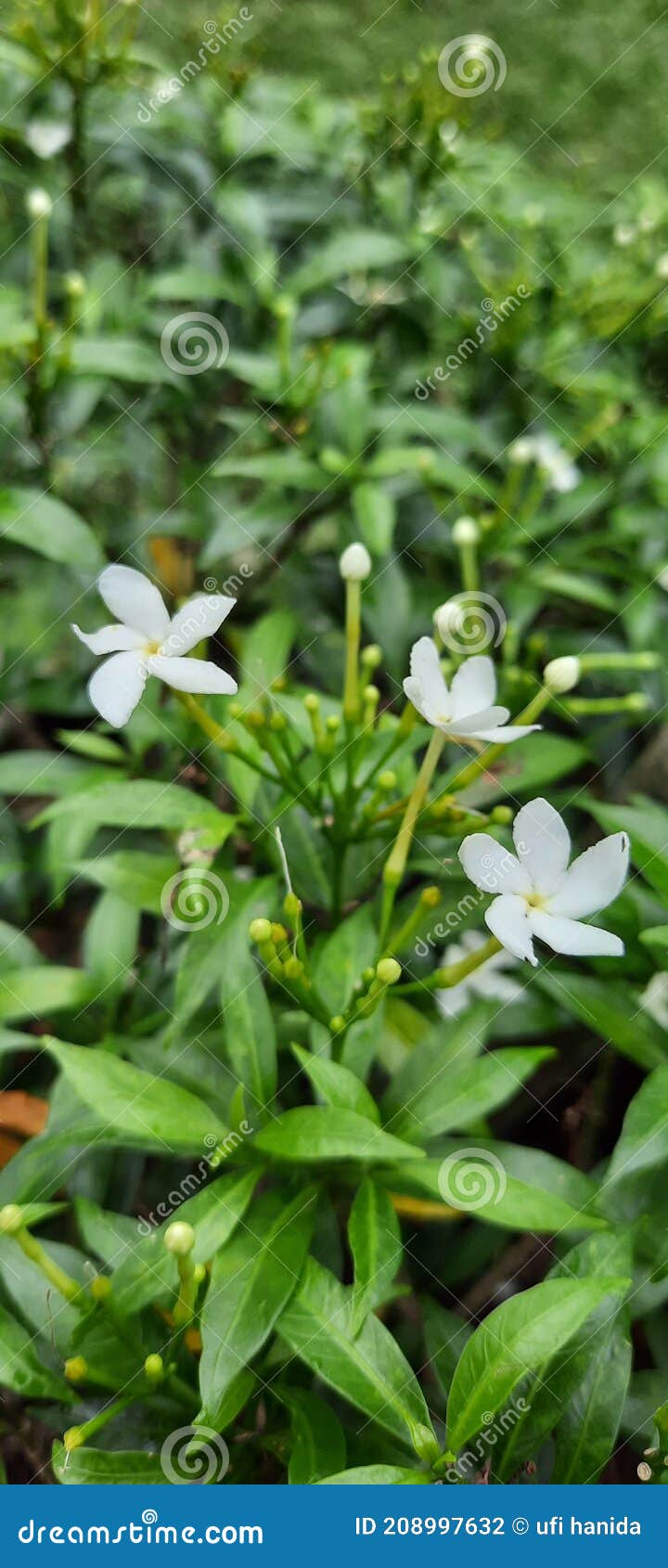El Mini Pasto Blanco Es Tan Lindo Foto de archivo - Imagen de ...