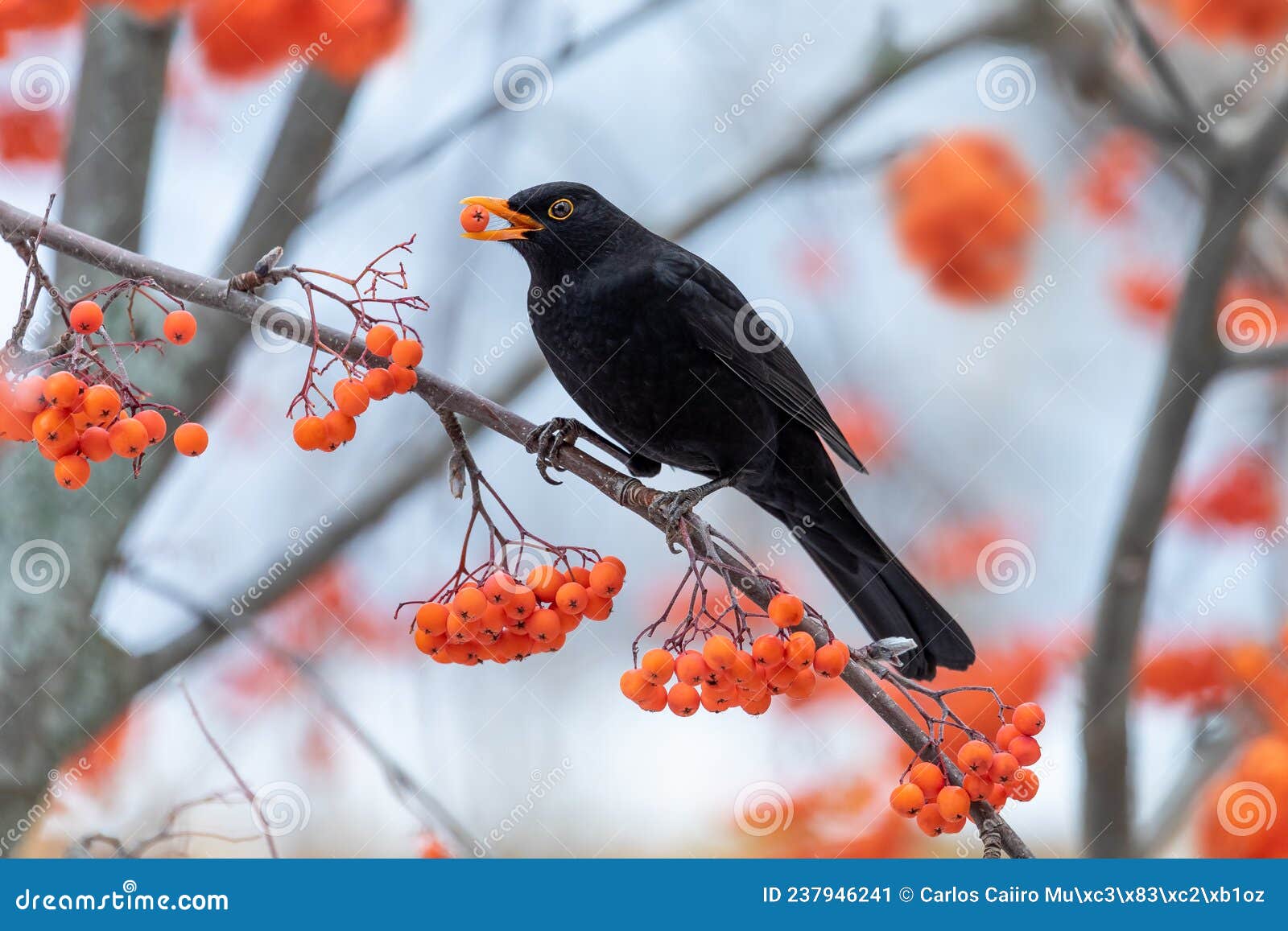 Serbal Stock Photos - Free & Royalty-Free Stock Photos from Dreamstime