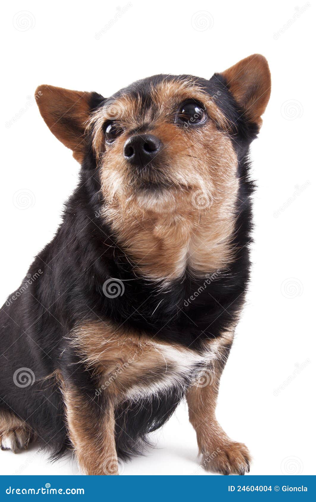 El molly del perro foto de archivo. Imagen de amigo, derecho - 24604004