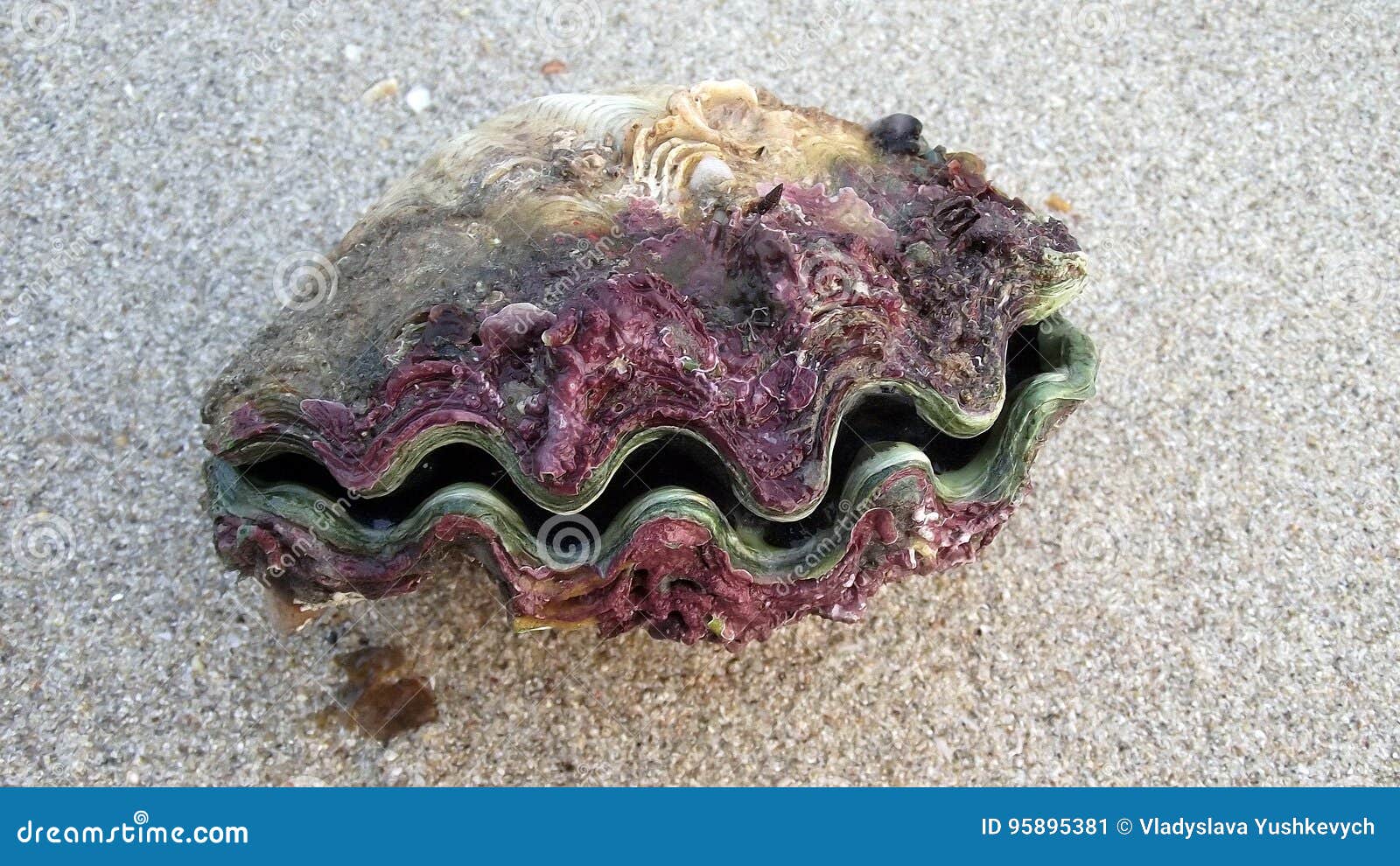 El molusco o el molusco imagen de archivo. Imagen de alimento - 95895381