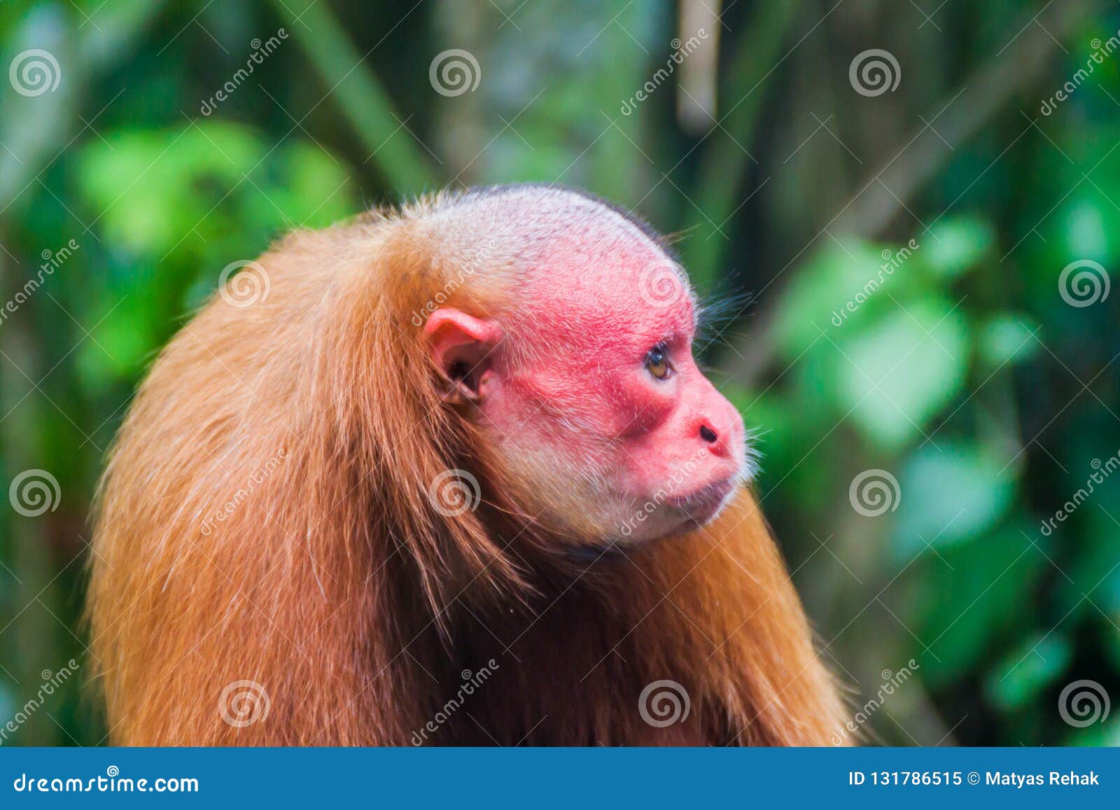 El mono calvo del uakari imagen de archivo. Imagen de cerca - 131786515