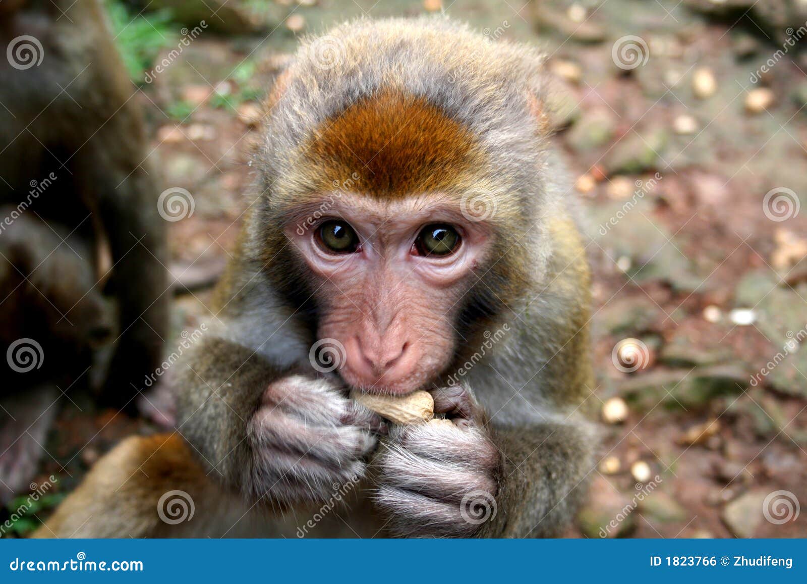El mono come el cacahuete foto de archivo. Imagen de humano - 1823766