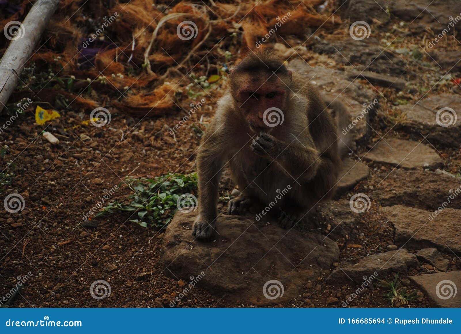 El Mono Comiendo Algo De Comida Y Verduras Foto de archivo - Imagen de ...
