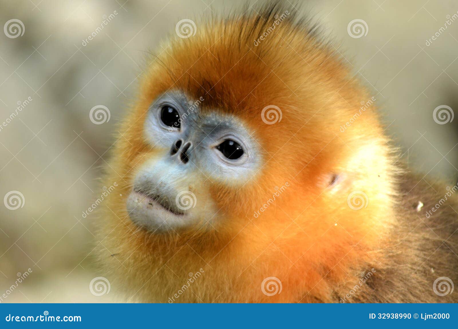 El mono de oro foto de archivo. Imagen de apacible, peludo - 32938990