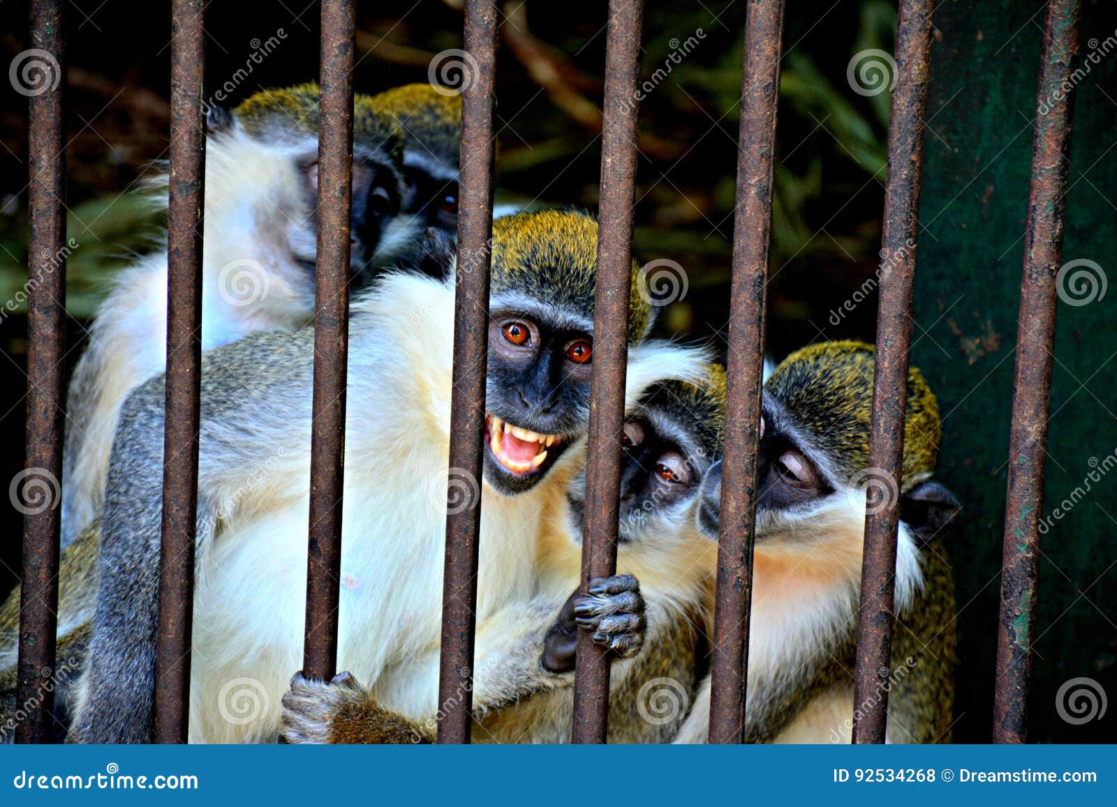 El mono de risa foto de archivo. Imagen de hermoso, riéndose - 92534268