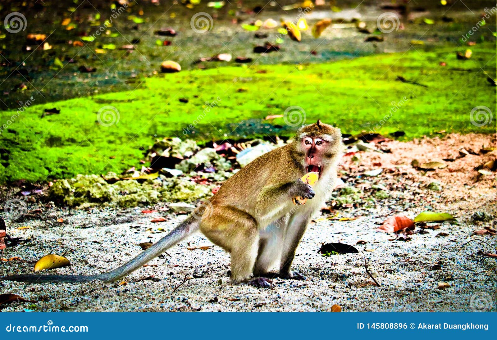 El Mono Est? Comiendo Un Pl?tano Foto de archivo - Imagen de animal ...