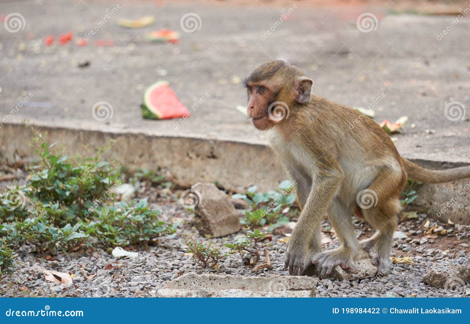 El Mono Flaco Estaba Mirando La Comida Foto de archivo - Imagen de mono ...