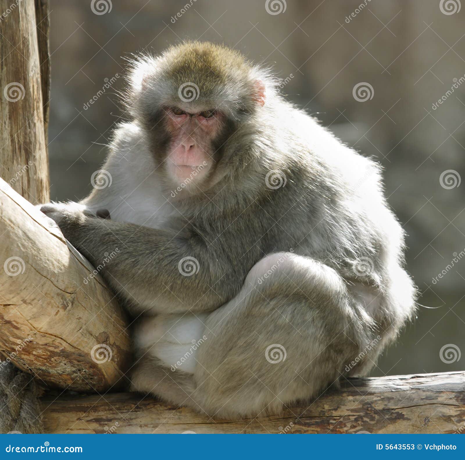 El mono grande imagen de archivo. Imagen de cubo, cola - 5643553