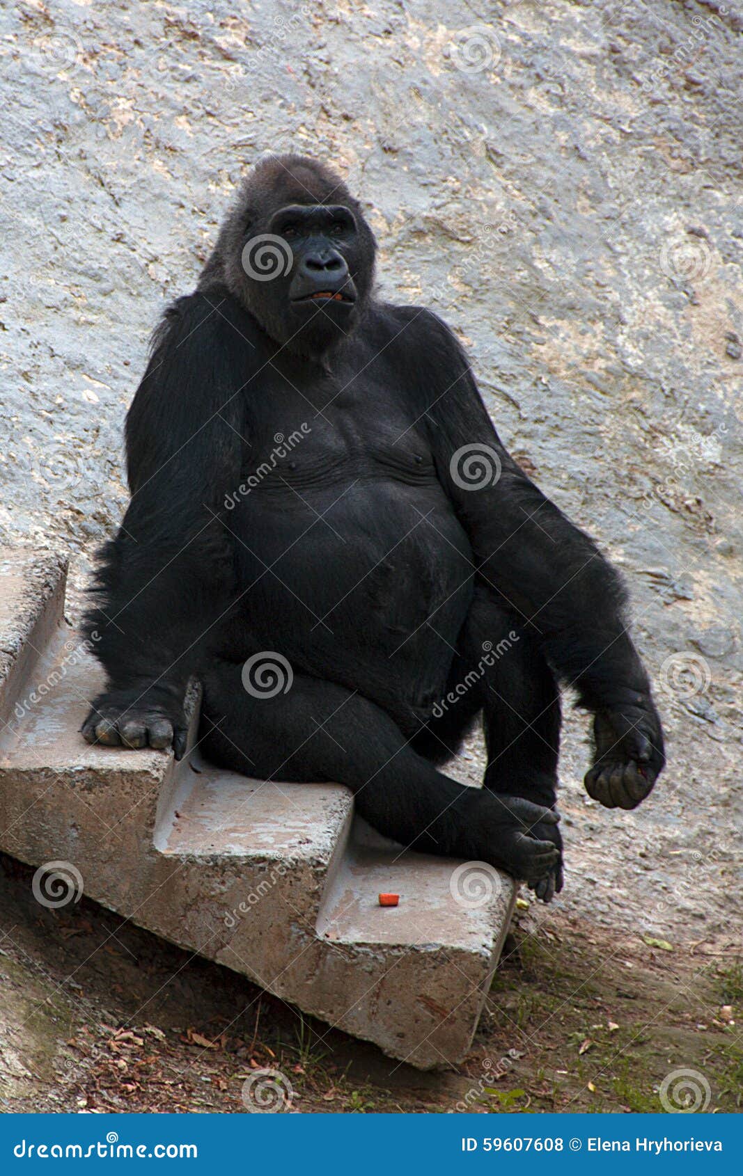 El Mono Negro Grande Gorila Foto de archivo - Imagen de melenudo ...