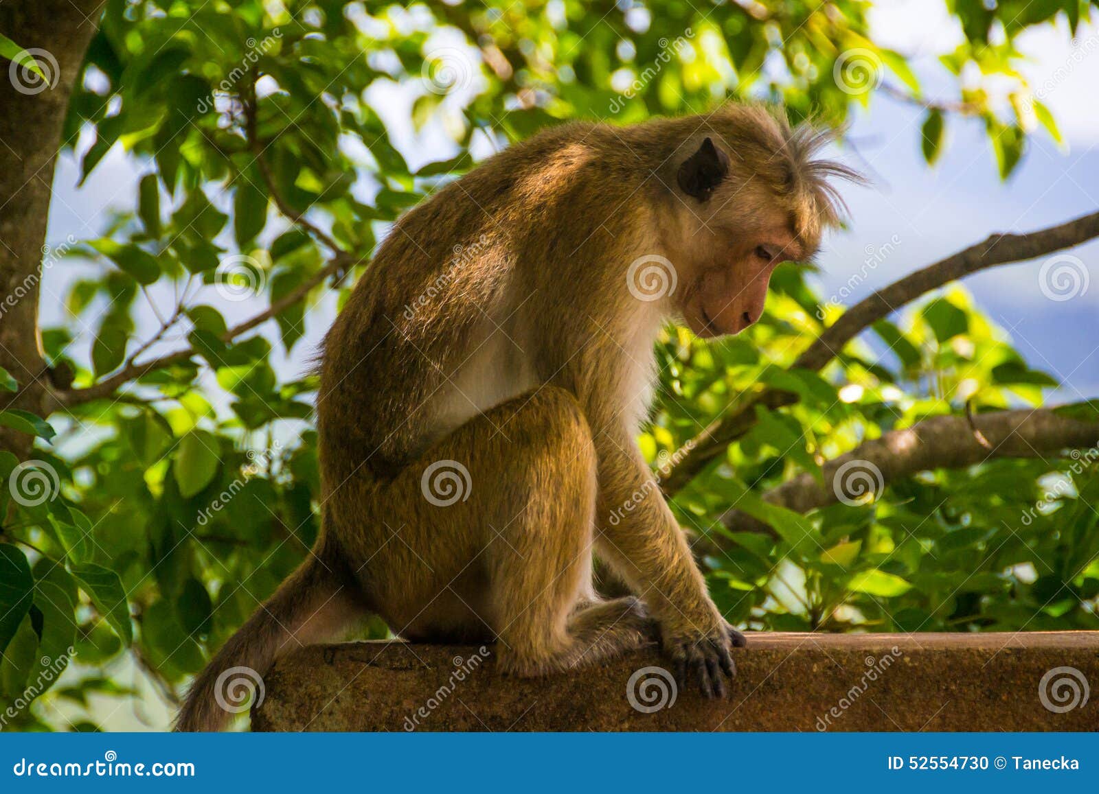 El Mono Triste Sienta Al Aire Libre Foto de archivo - Imagen de ...