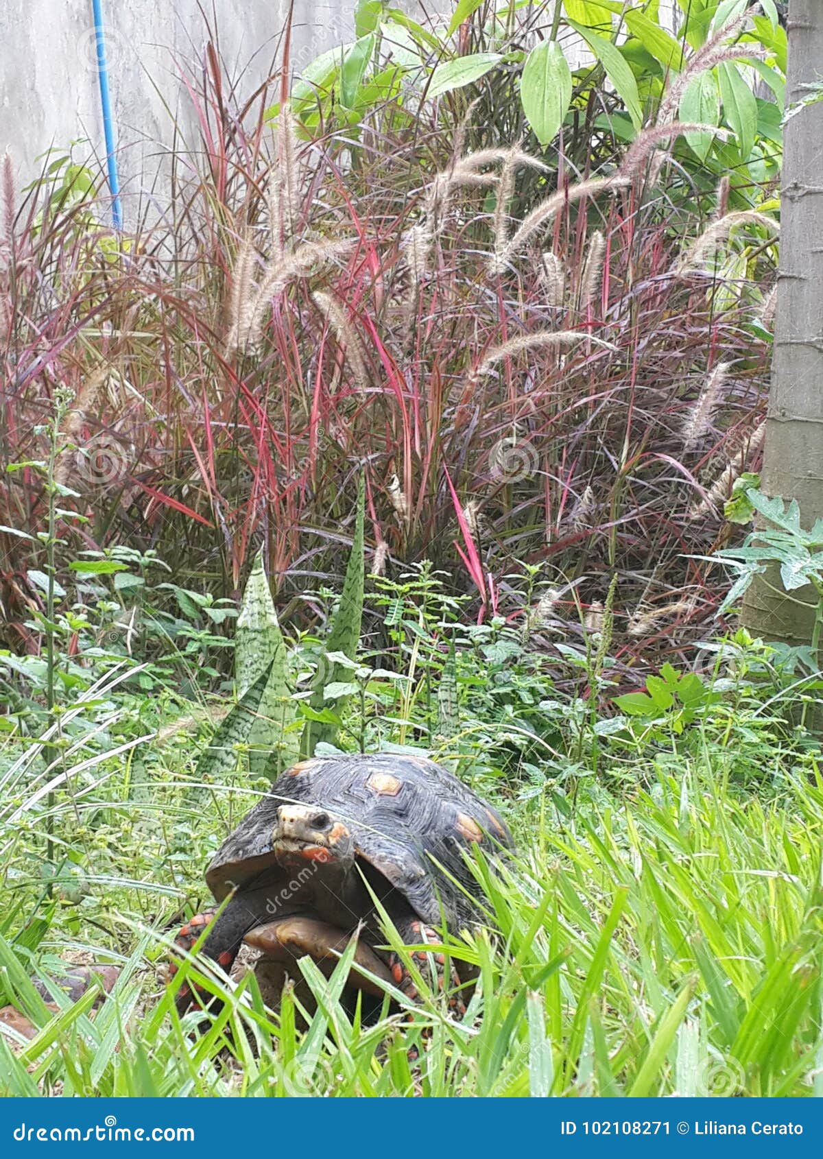 El morrocoy imagen de archivo. Imagen de alimento, caminatas - 102108271