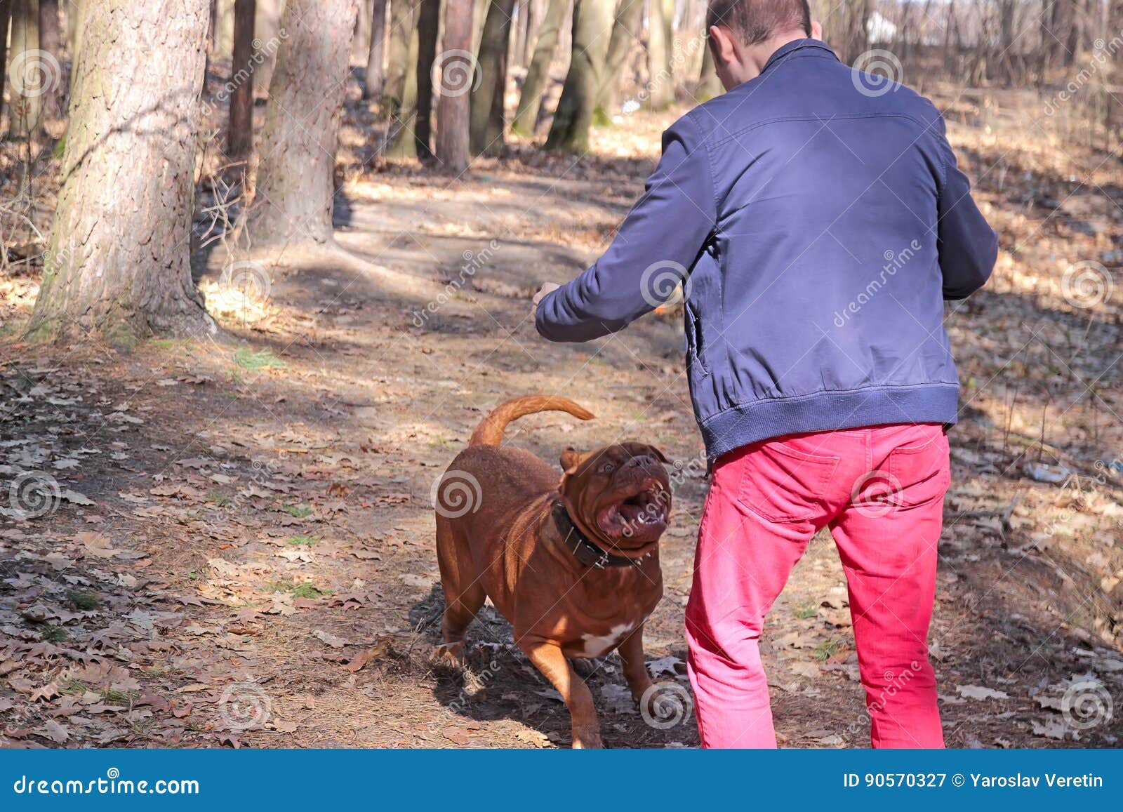 El Muchacho Hace Enojado Su Perro Imagen de archivo - Imagen de ...