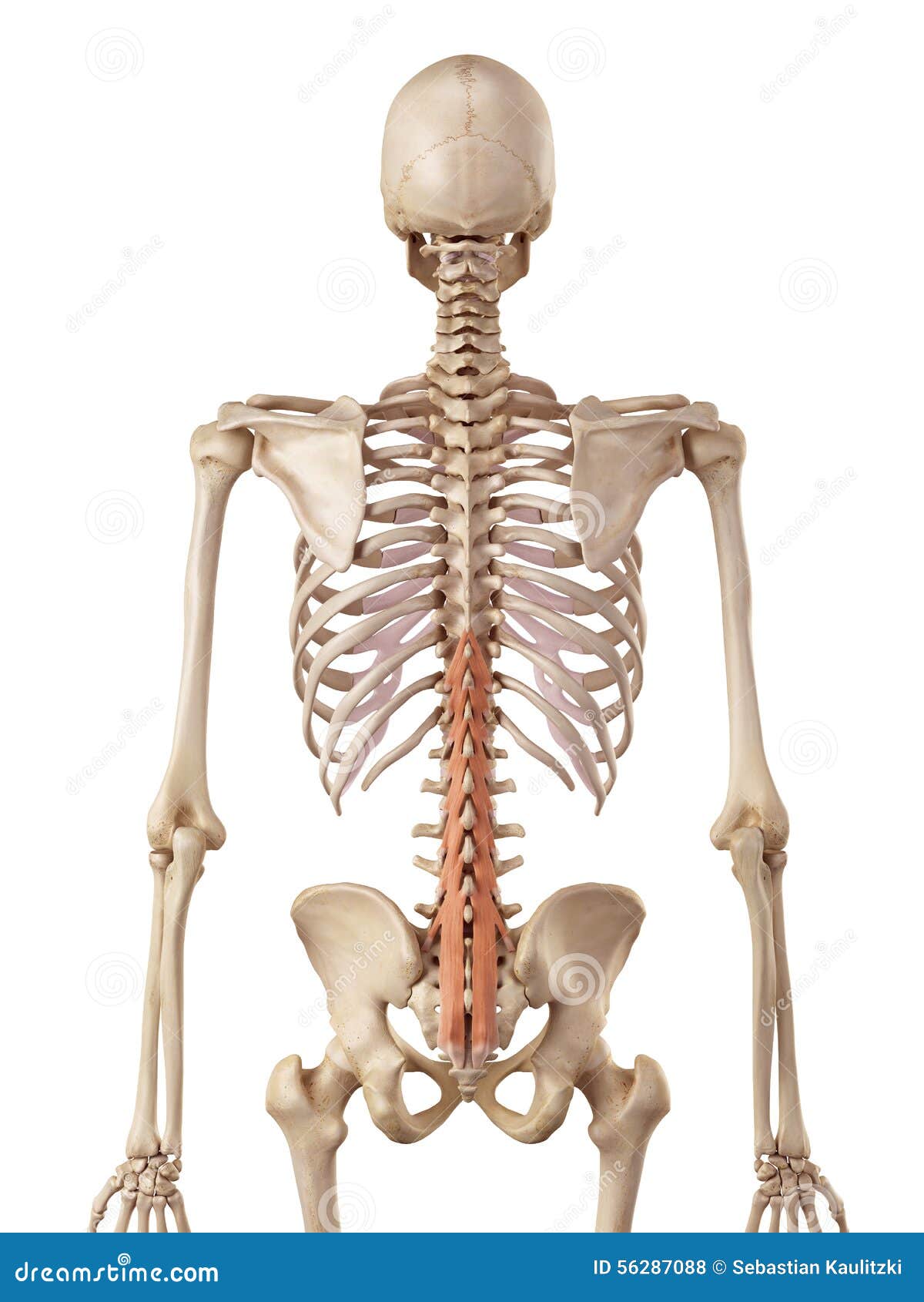 El multifidus stock de ilustración. Ilustración de médico - 56287088