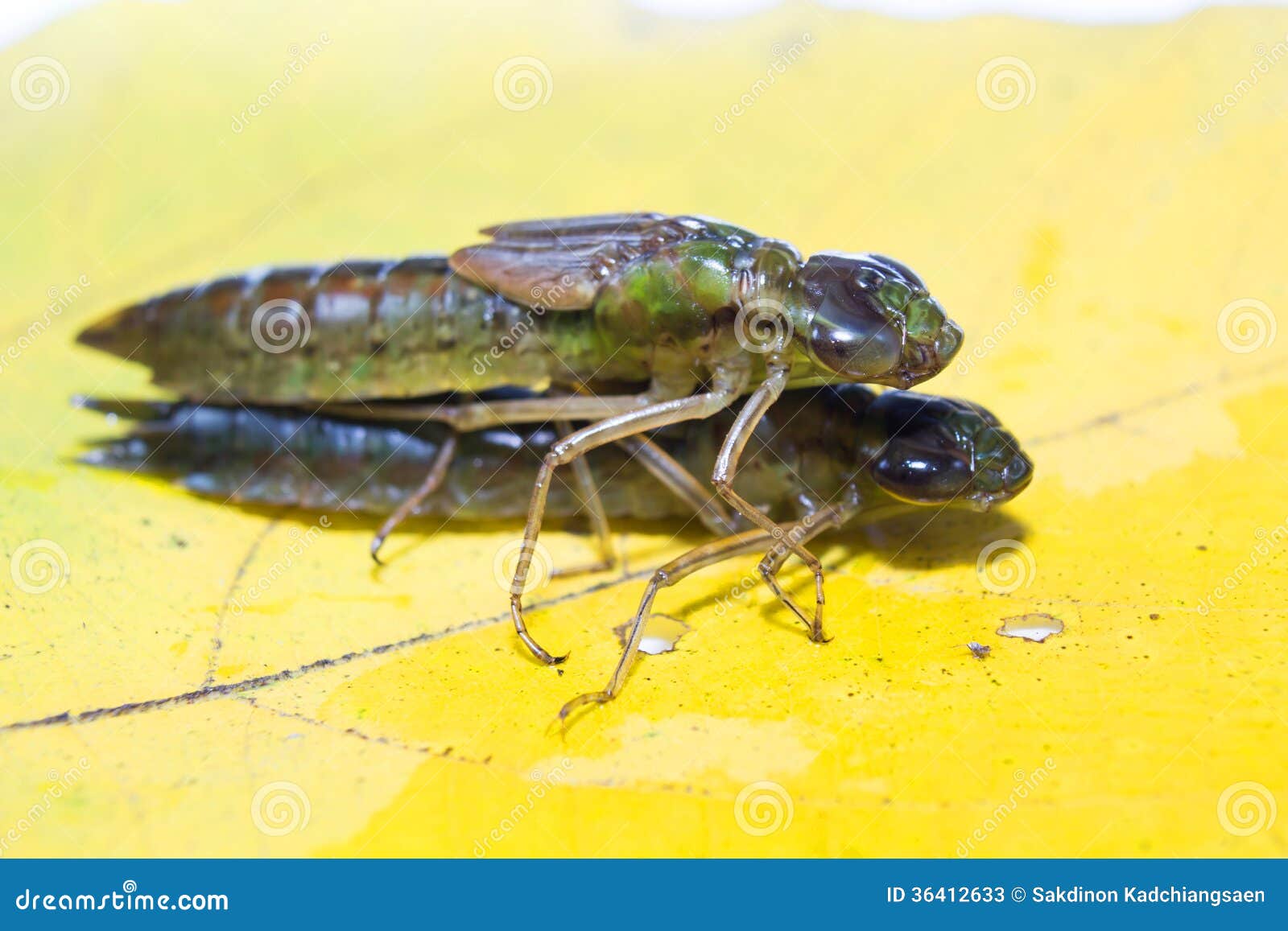 El mundo de insectos imagen de archivo. Imagen de insecto - 36412633