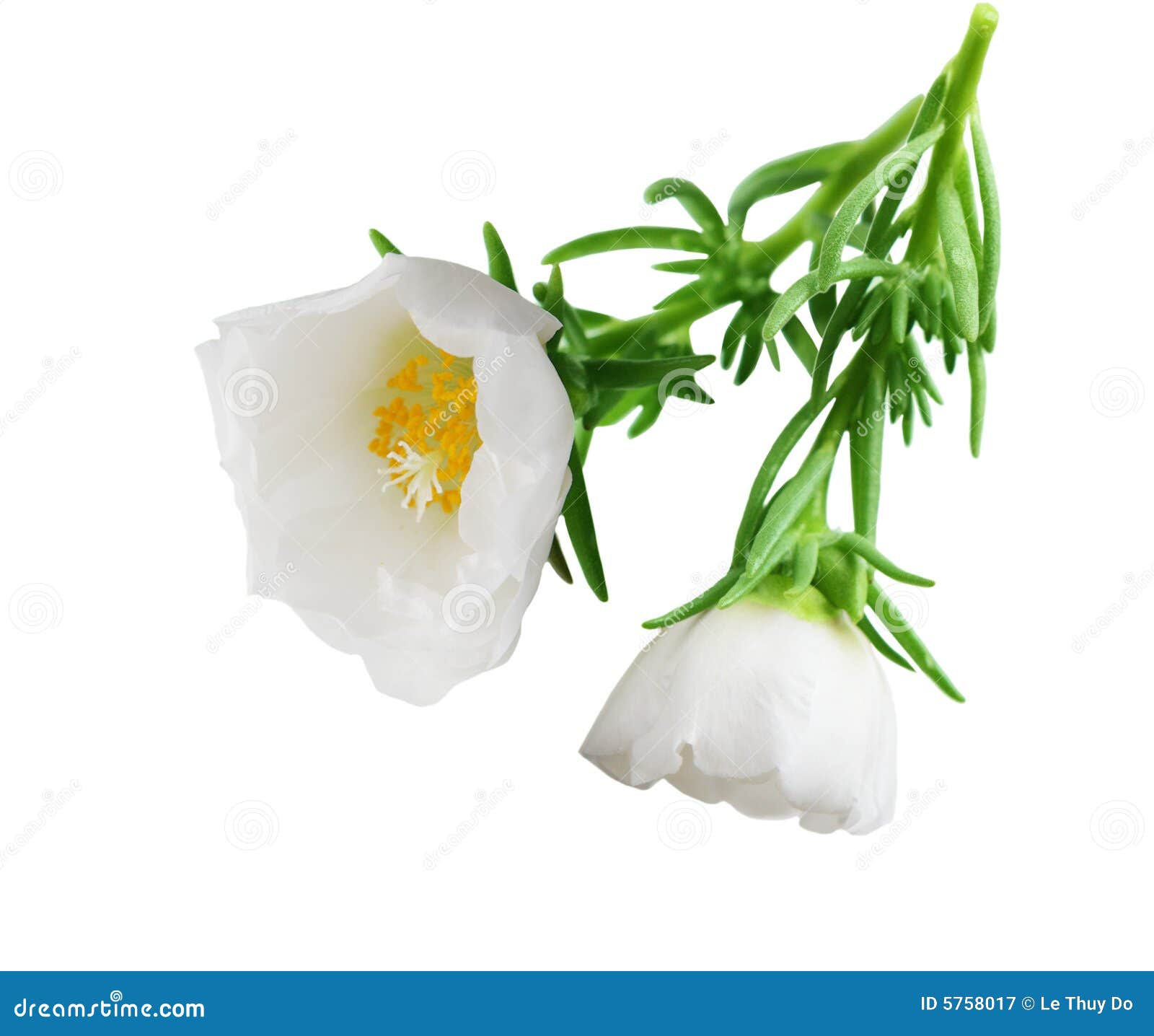 El musgo blanco se levantó imagen de archivo. Imagen de pistilo - 5758017