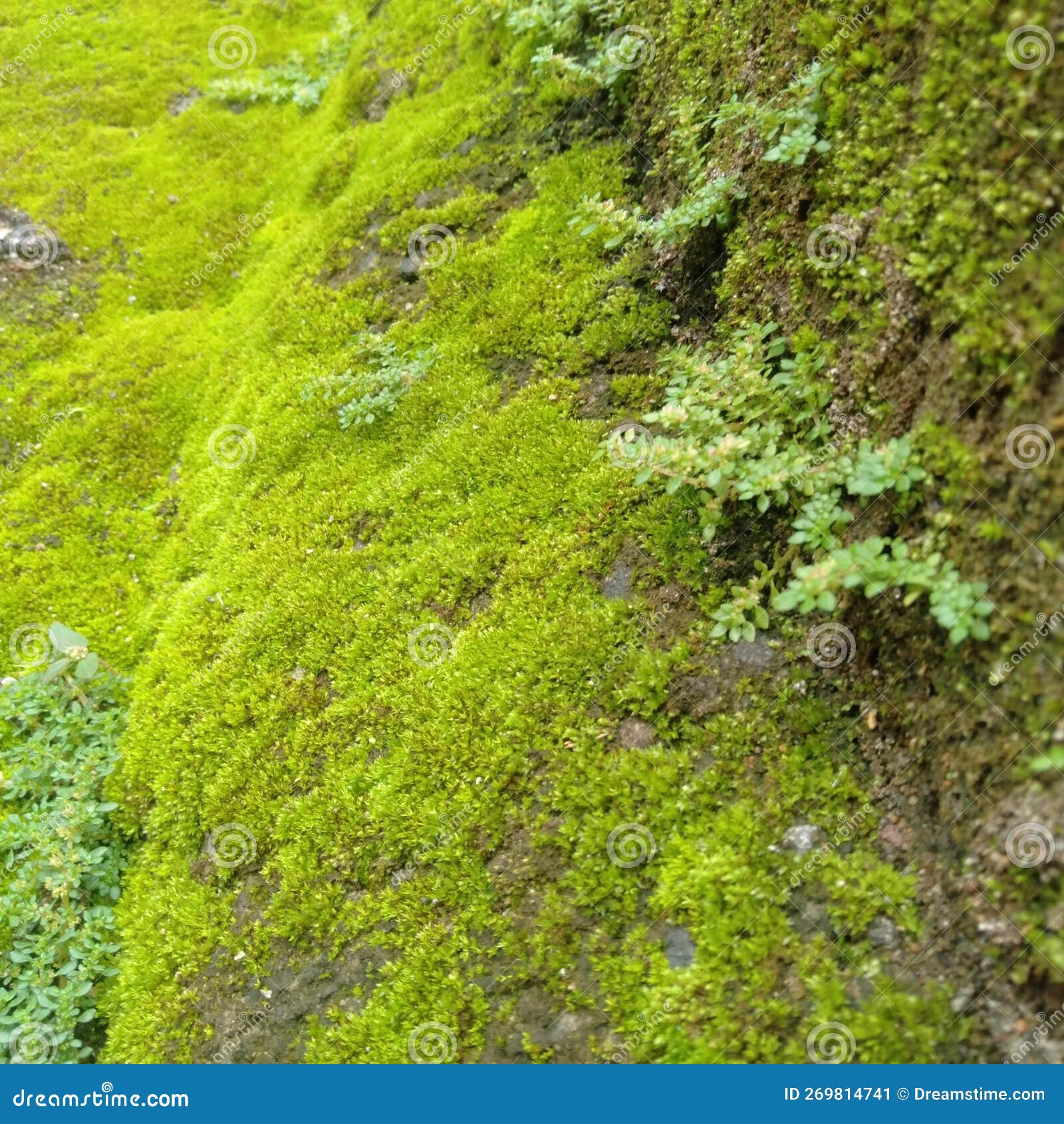 El Musgo Verde Crece En El Suelo Imagen de archivo - Imagen de suelo ...