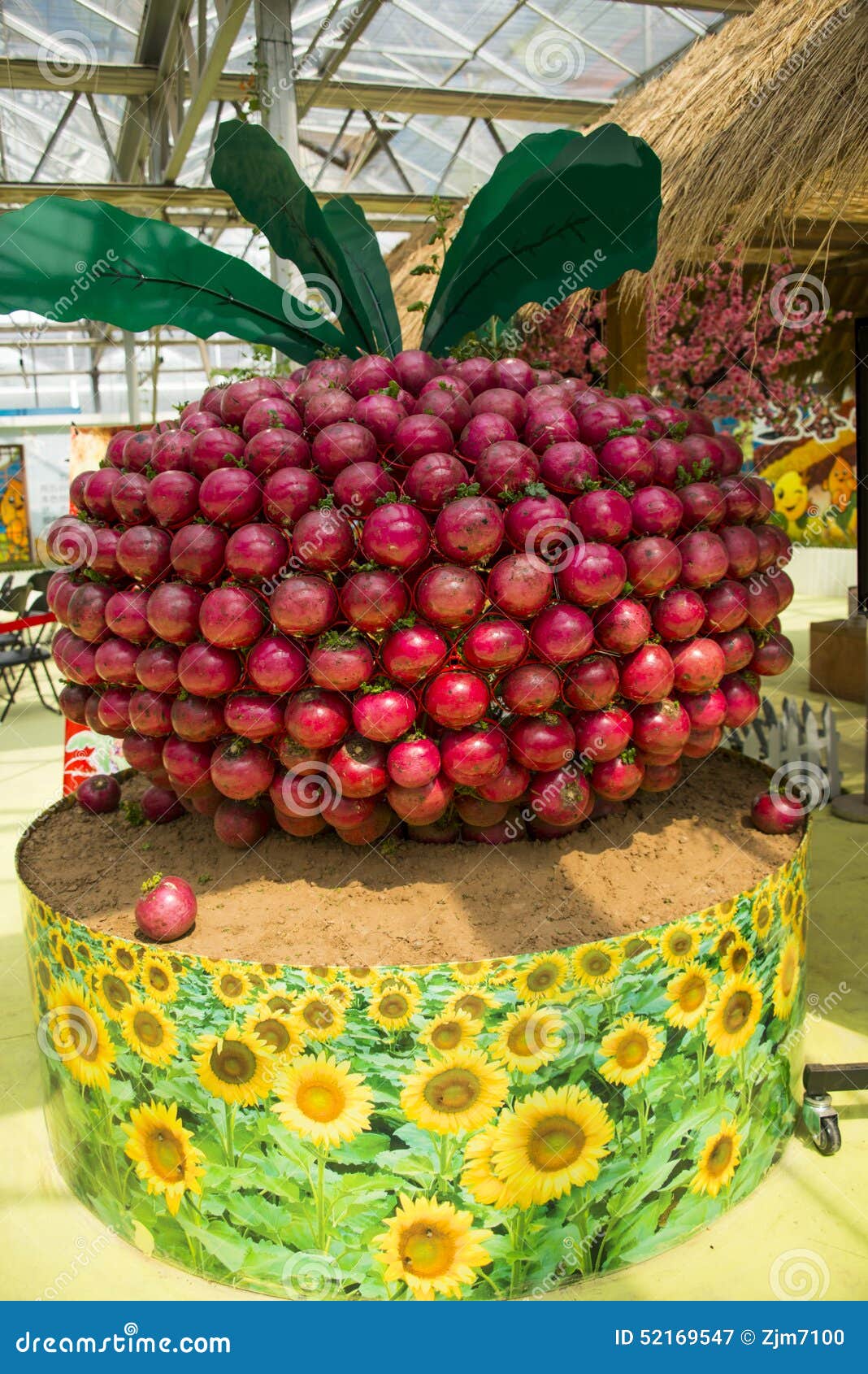 El nabo grande imagen de archivo. Imagen de agricultura - 52169547