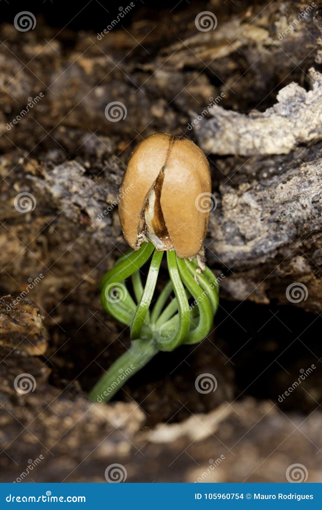 El nacimiento de un germen foto de archivo. Imagen de comienzo - 105960754