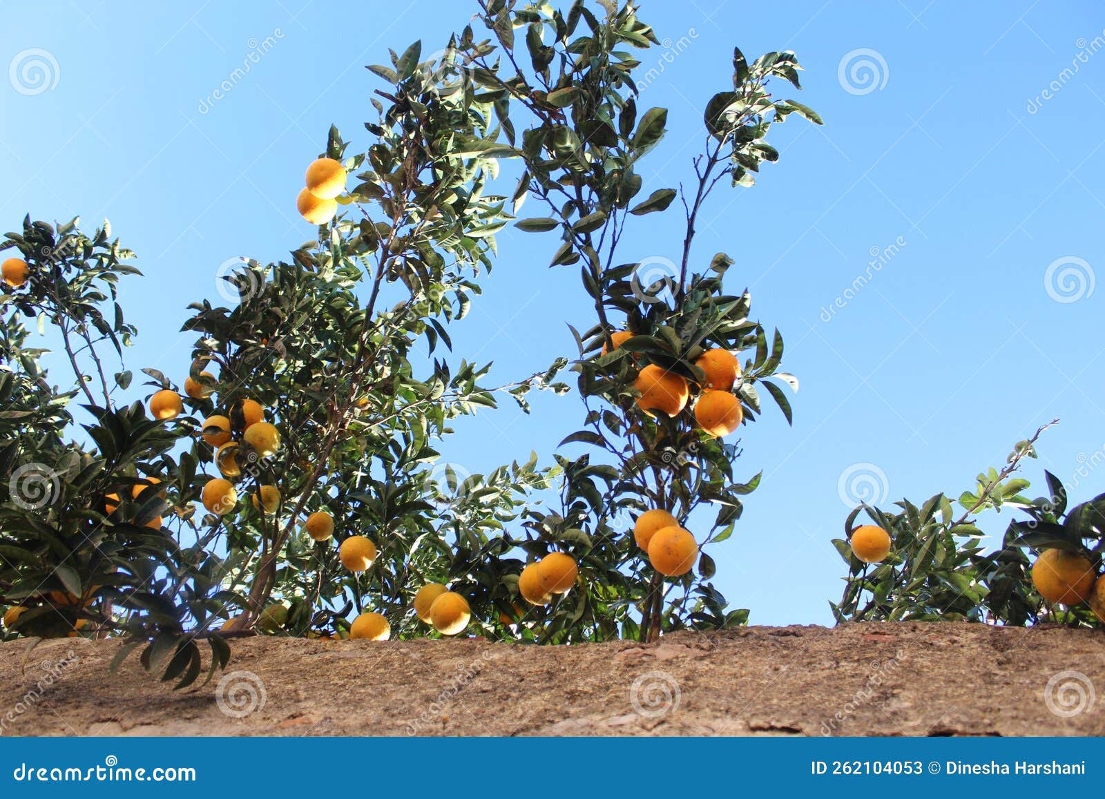 El Naranjo De Portoferraio Italia Imagen de archivo - Imagen de italia ...