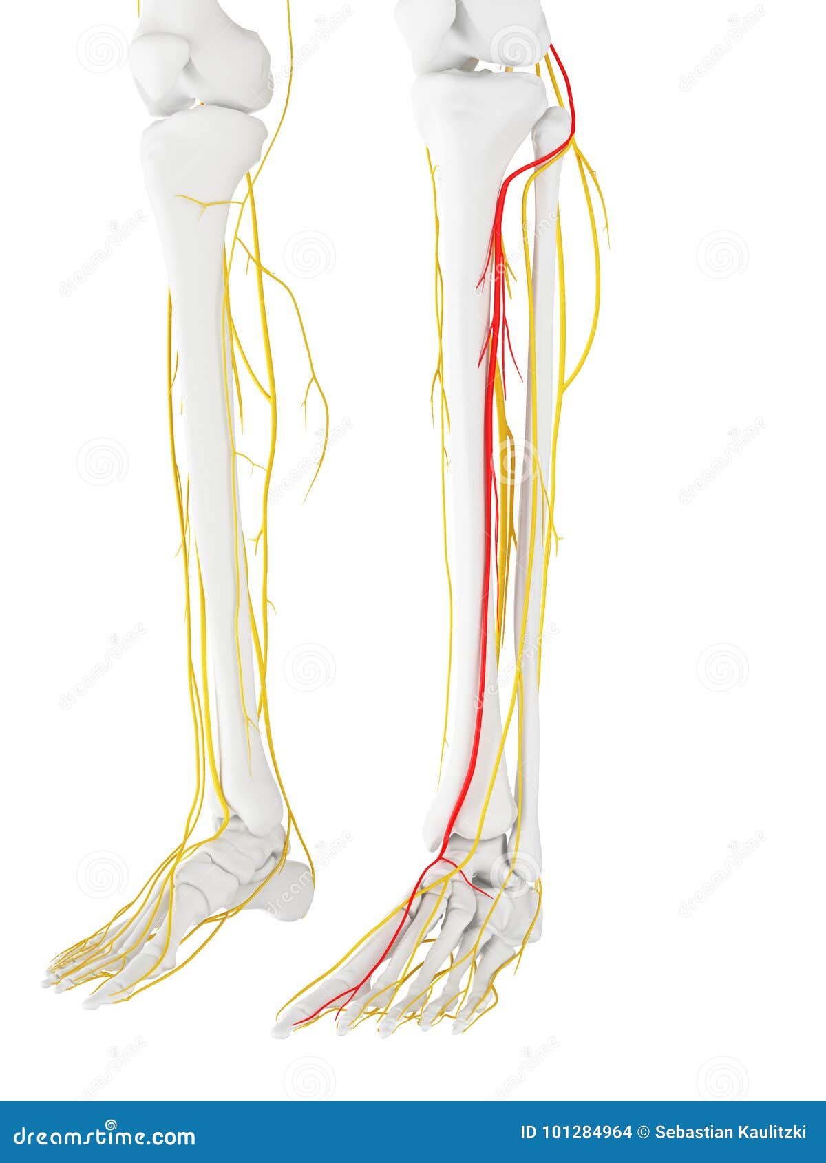 El nervio peroneo profundo stock de ilustración. Ilustración de nervio ...
