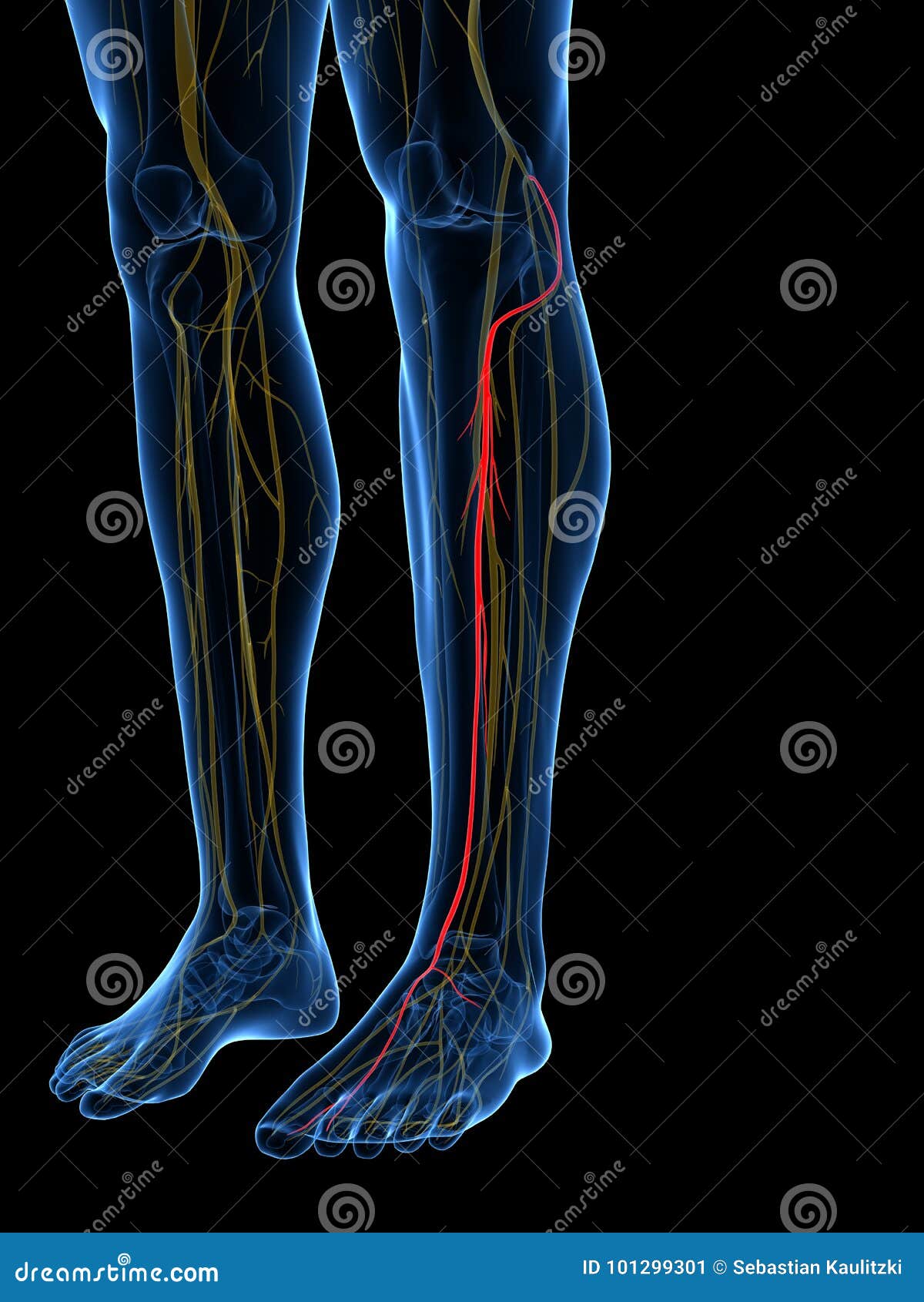 El nervio peroneo profundo stock de ilustración. Ilustración de ...