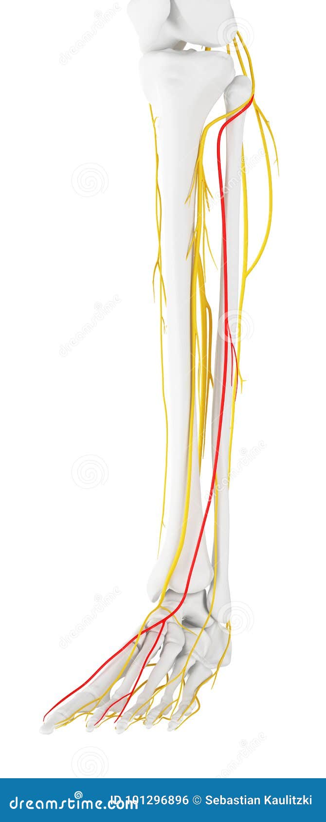 Anatomía Del Nervio Peroneo Común Nervio Fibular Común E Anatomy