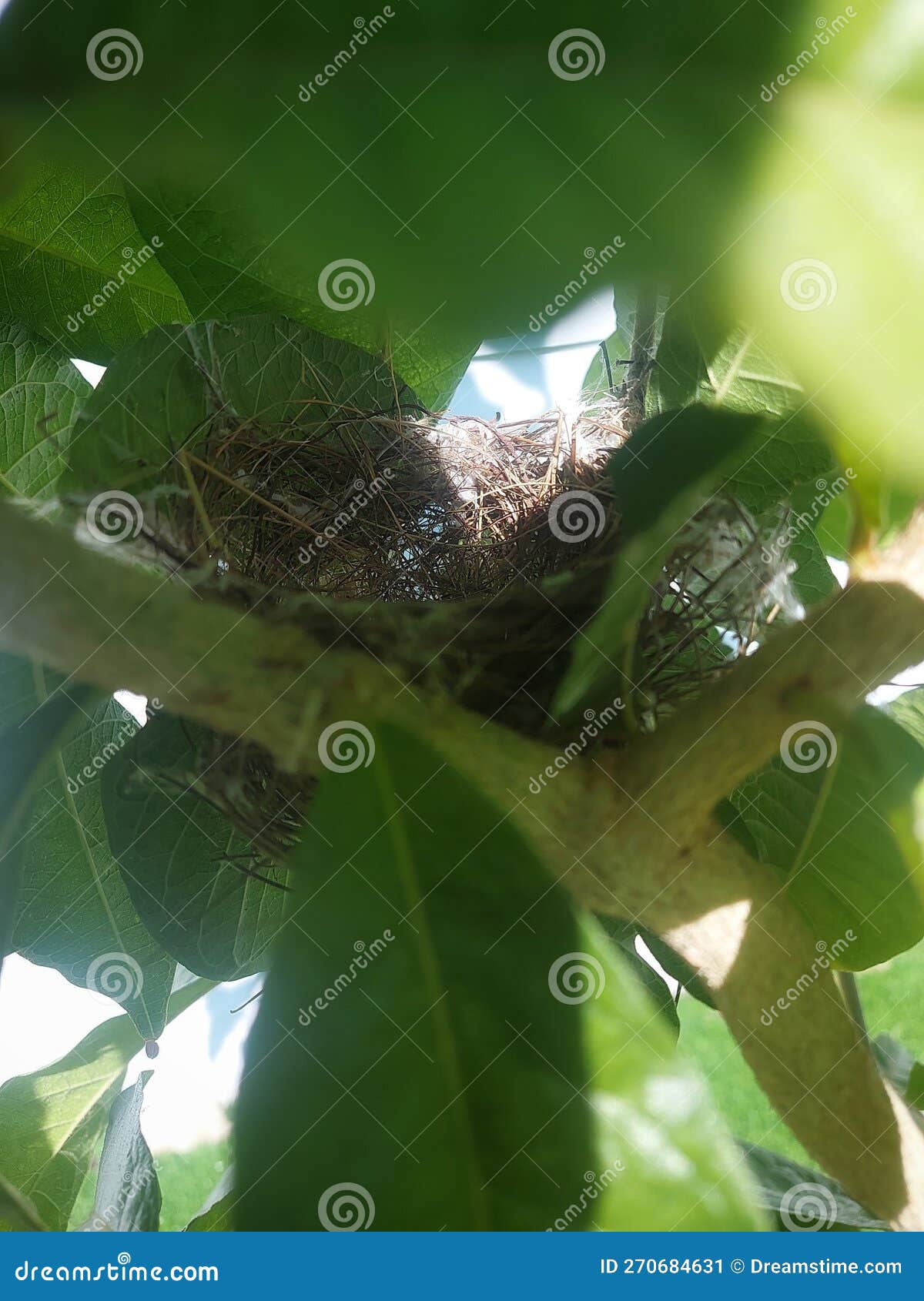 El Nido De Aves En El árbol. Imagen de archivo - Imagen de planta, vida ...