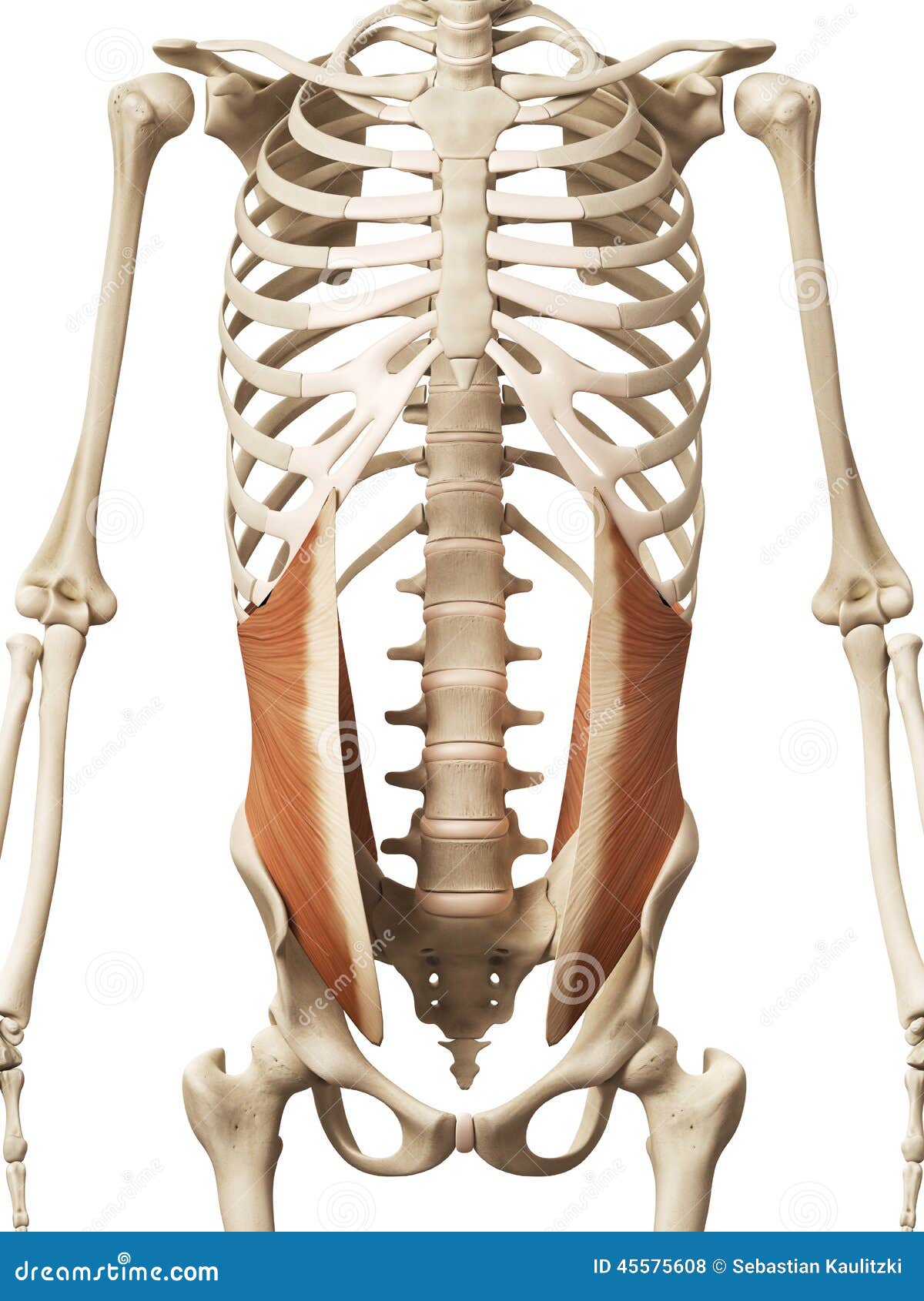 El oblicuo interno stock de ilustración. Ilustración de interno - 45575608