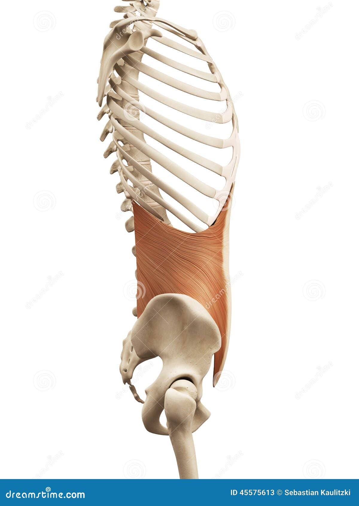 El oblicuo interno stock de ilustración. Ilustración de huesos - 45575613