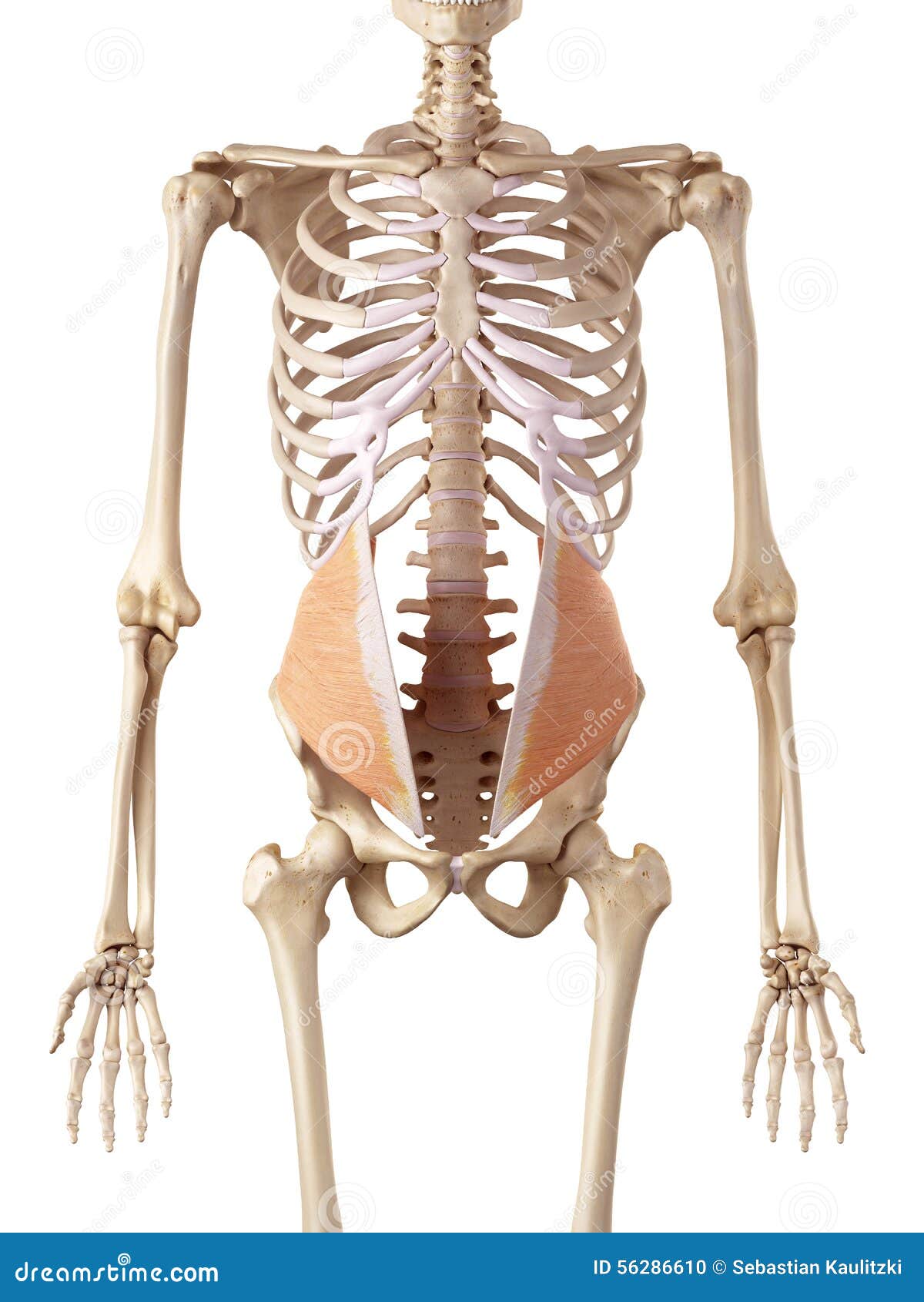 El oblicuo interno stock de ilustración. Ilustración de anterior - 56286610