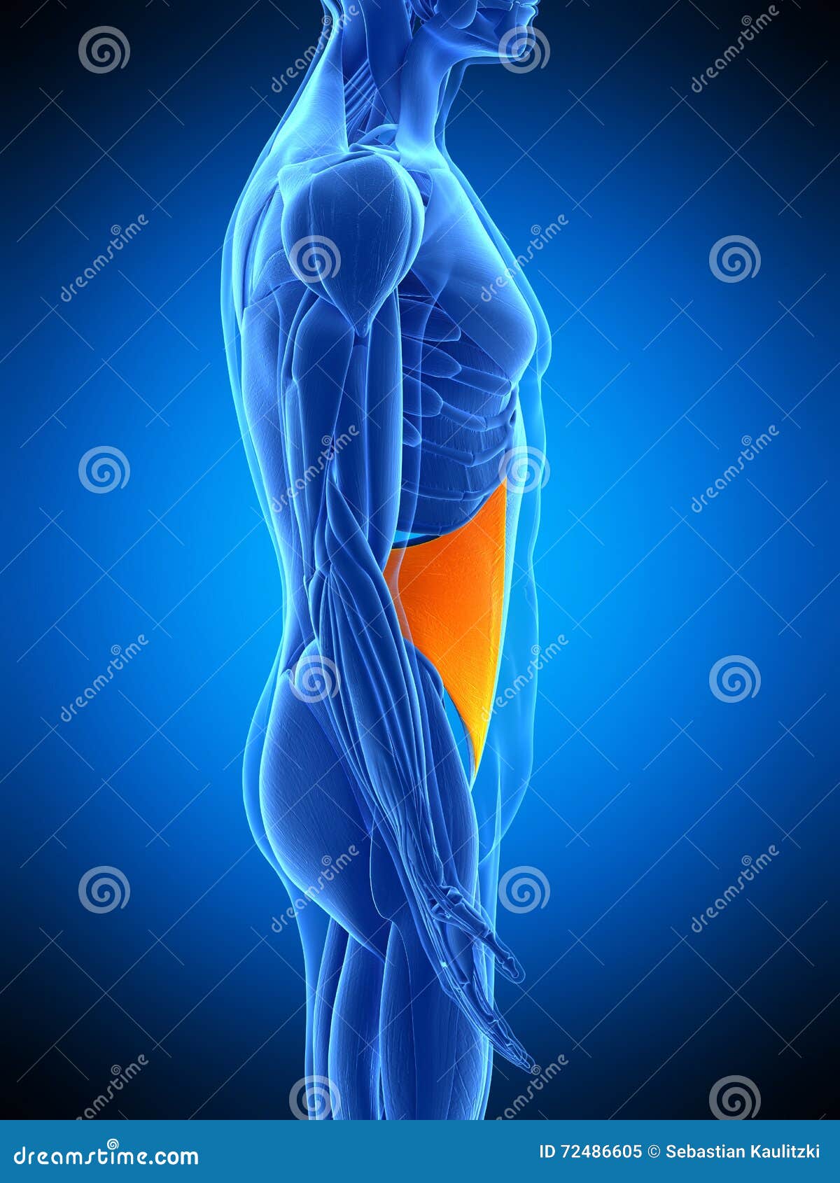 El oblicuo interno stock de ilustración. Ilustración de azul - 72486605