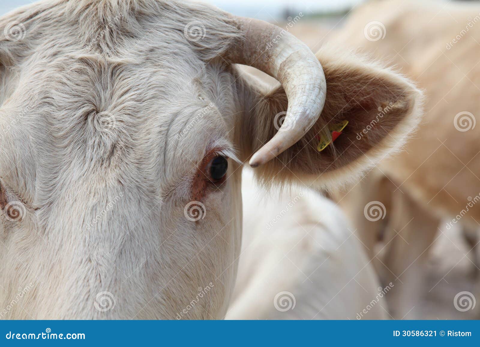 El ojo de la vaca imagen de archivo. Imagen de carne - 30586321