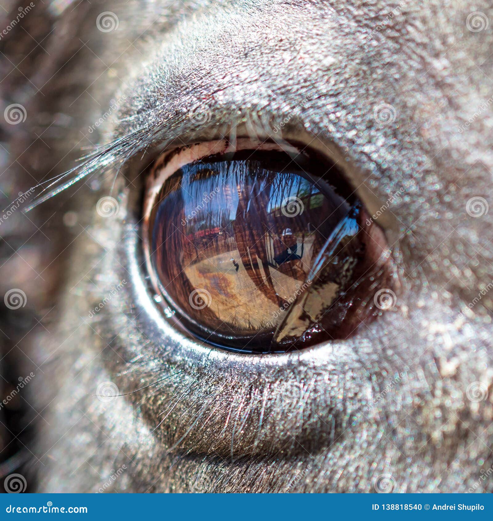El Ojo De La Vaca Es Como Un Fondo Foto de archivo - Imagen de ojos ...