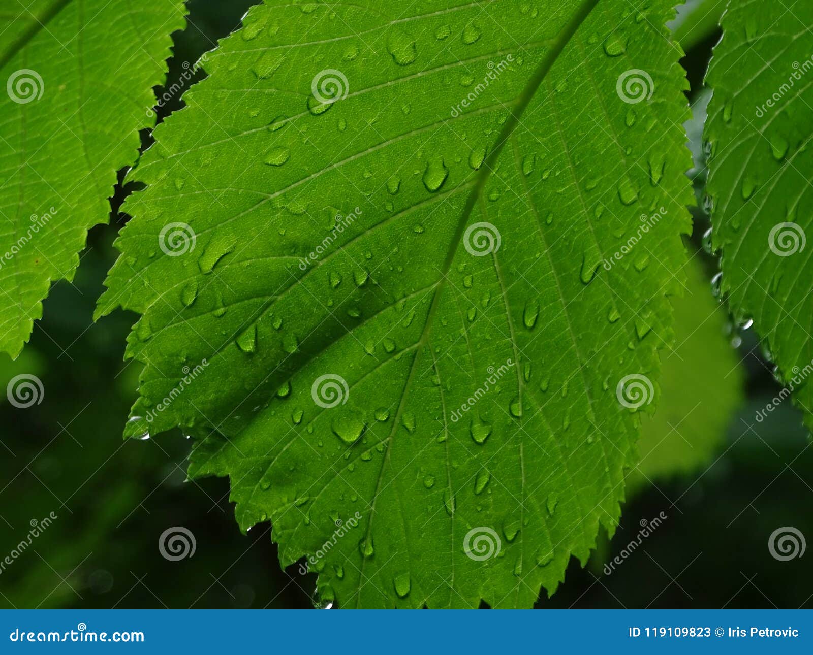 El olmo de wych imagen de archivo. Imagen de verde, gotas - 119109823