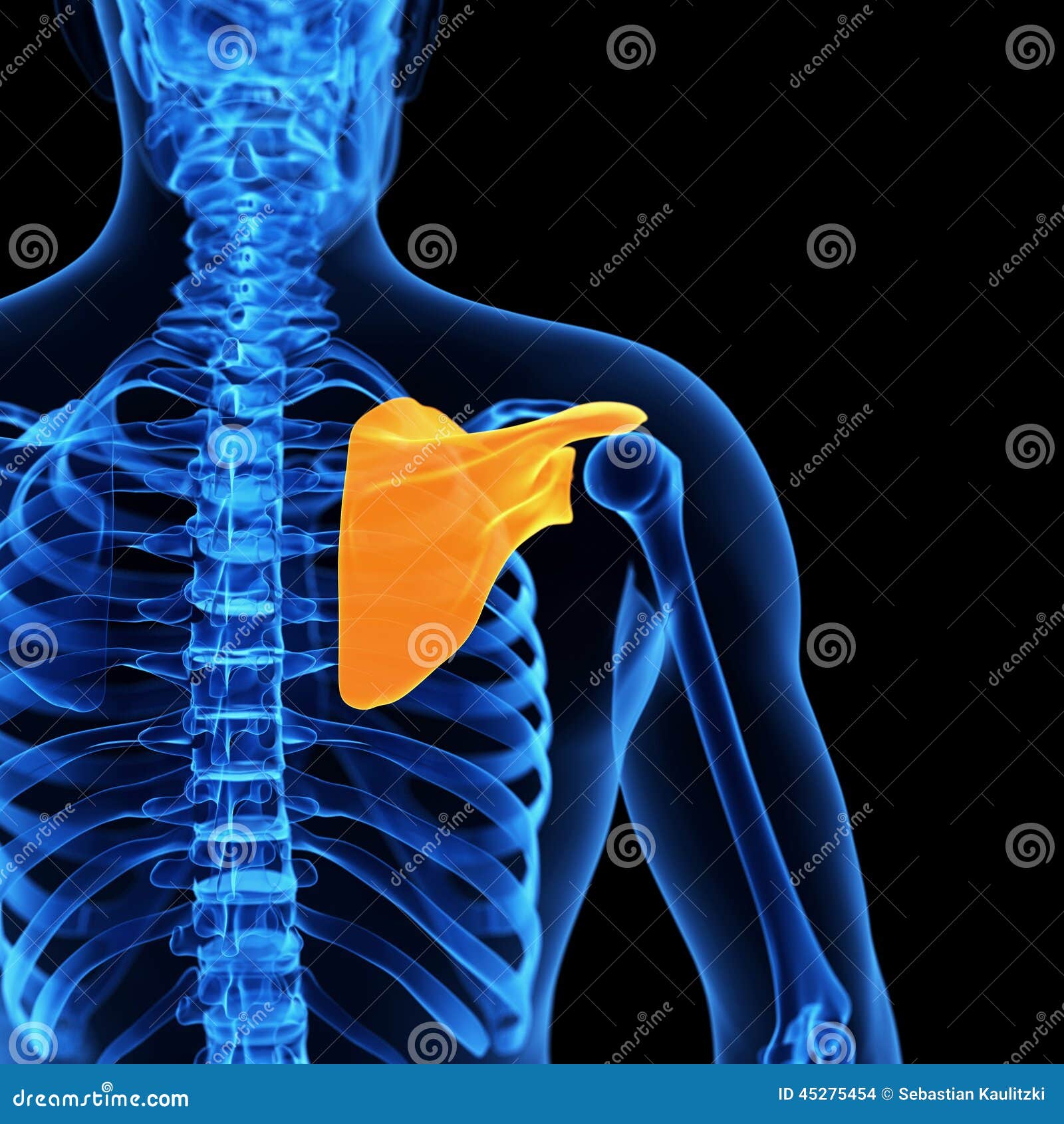 El omóplato stock de ilustración. Ilustración de transparente - 45275454