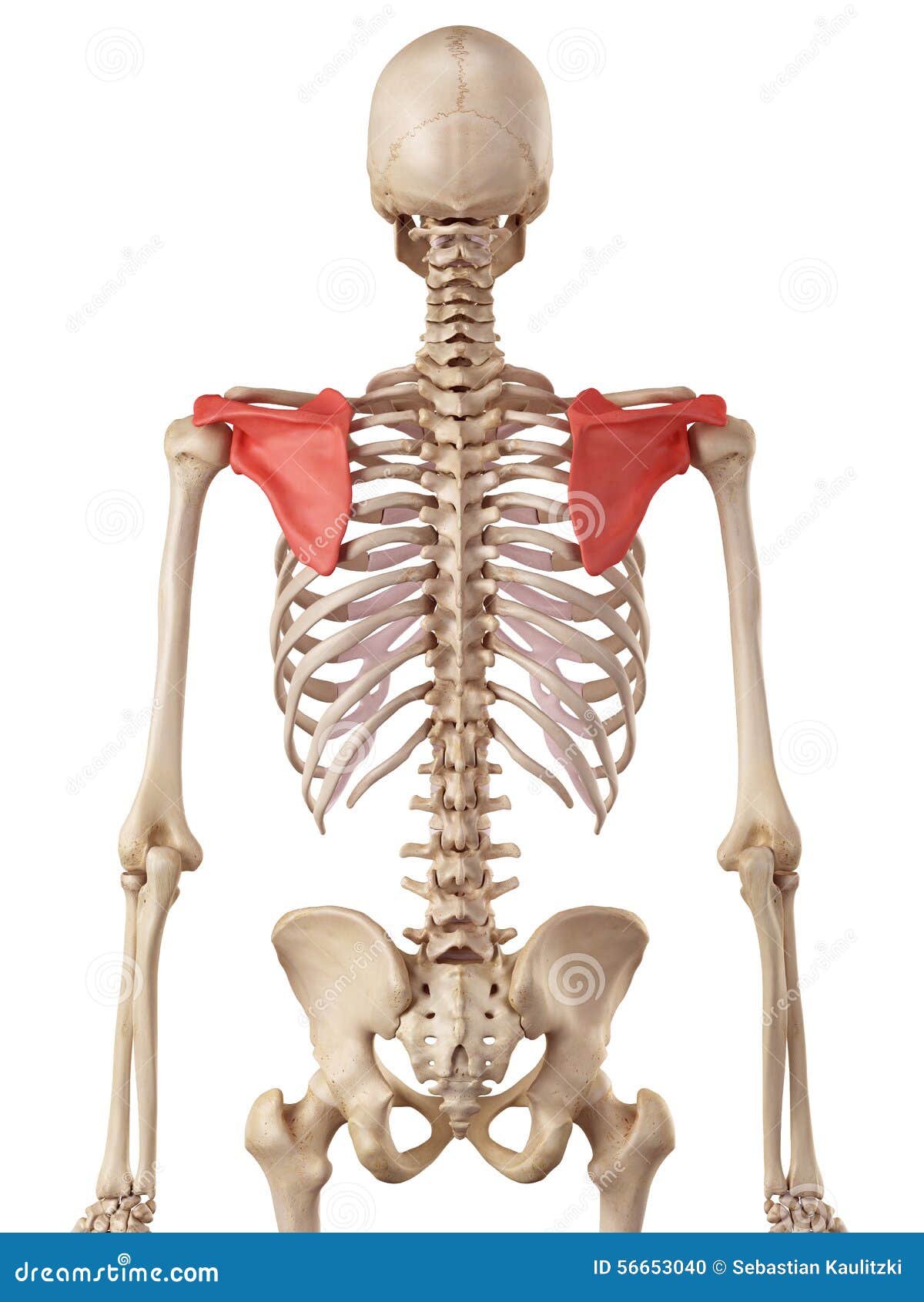 El omóplato stock de ilustración. Ilustración de esqueleto - 56653040