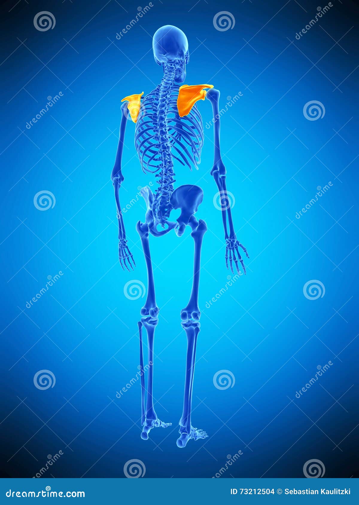 El omóplato stock de ilustración. Ilustración de azul - 73212504