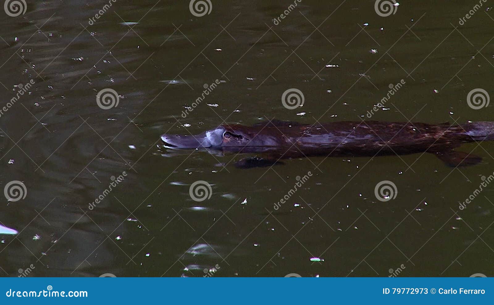 El Ornitorrinco Se Zambulle Para La Comida 03 Almacen De Video - Vídeo ...