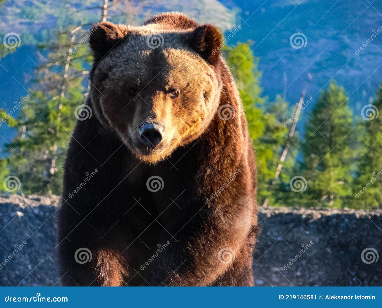 El oso come con basura. imagen de archivo. Imagen de salvaje - 219146581