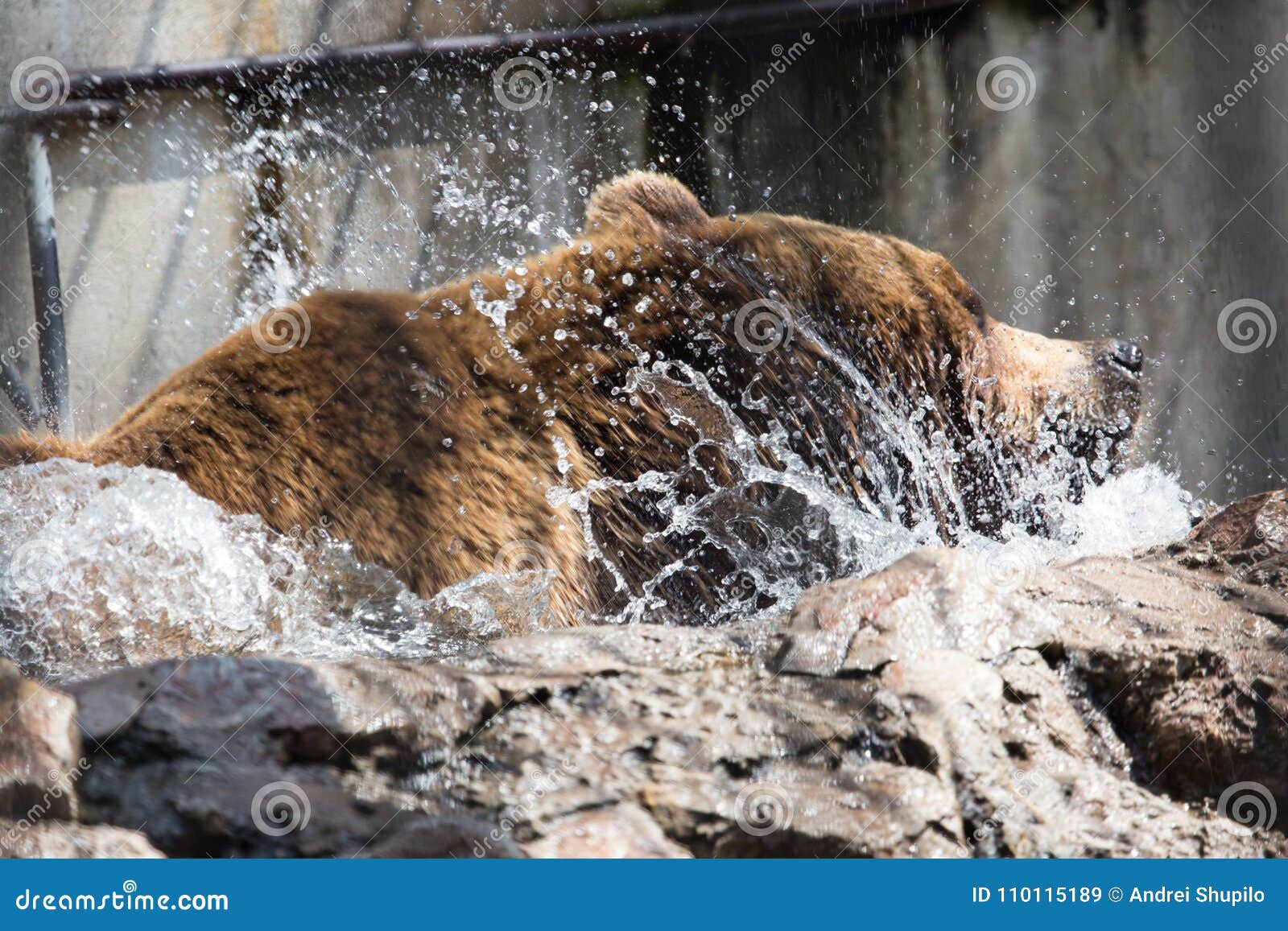 El oso nada en la piscina imagen de archivo. Imagen de piscina - 110115189